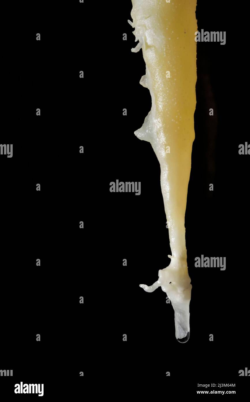 Detail of a stalactite with small helictites growing out of the side ...
