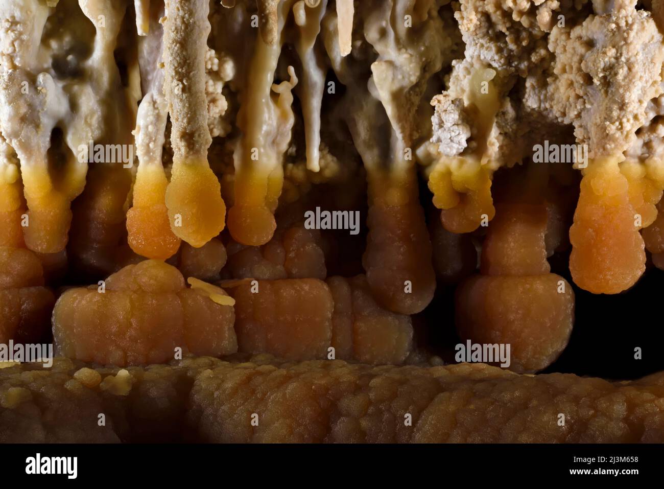 Cave mammillaries on the end of stalactites at Lake Castrovalva inside ...