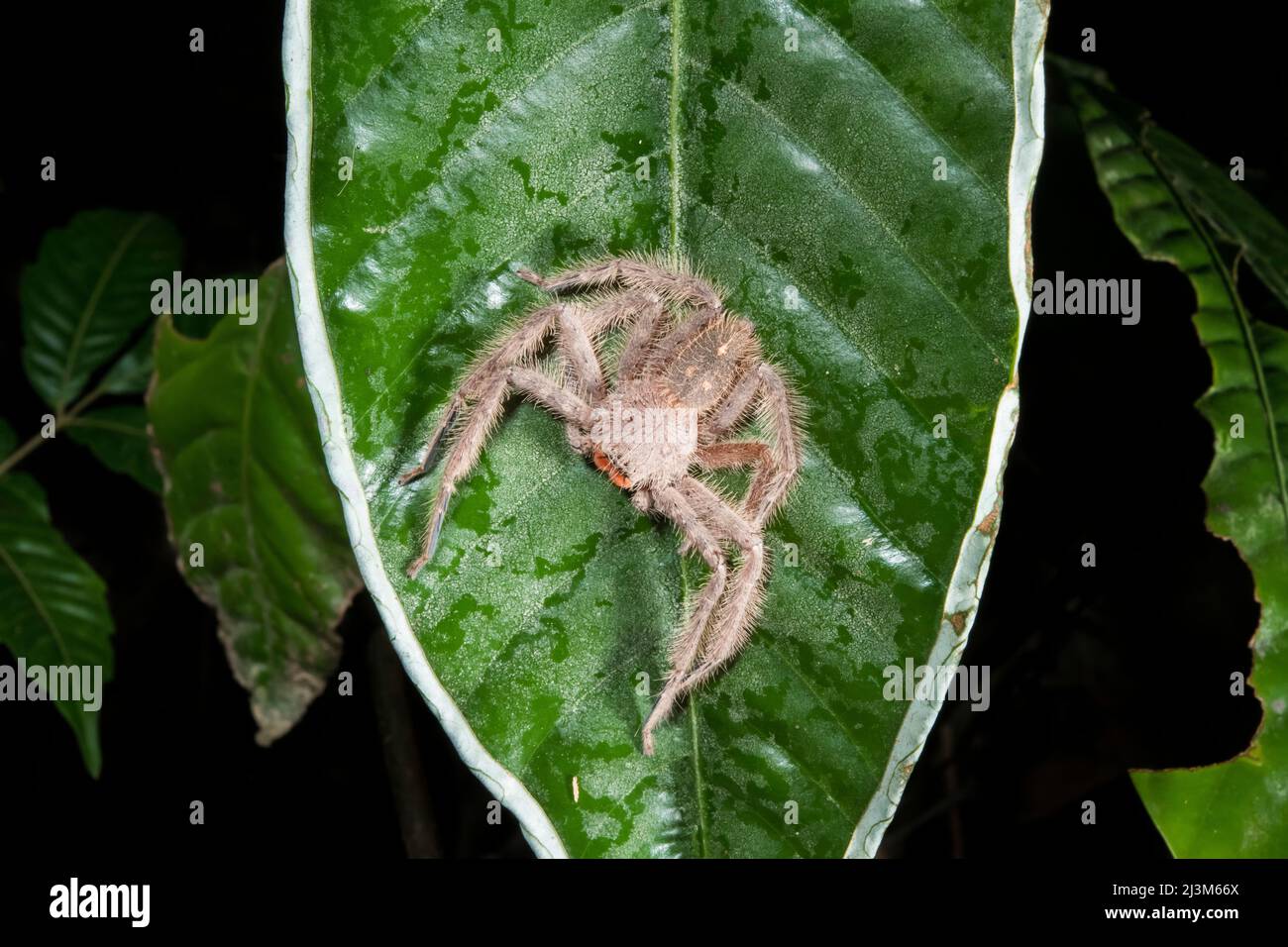 A hairy huntsman spider, Thelcticopis orichalcea, resting in the middle ...