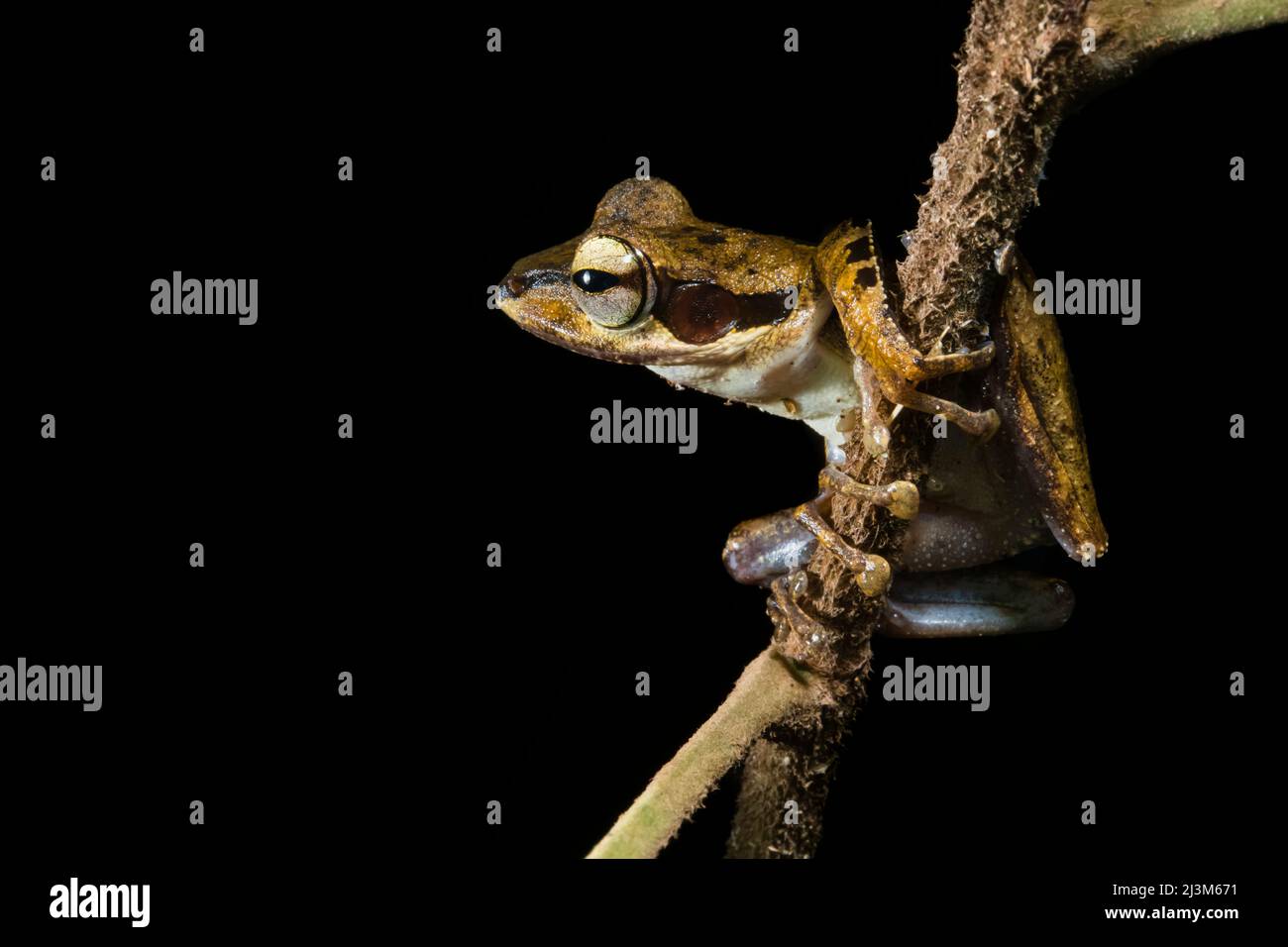 A tree frog in the rainforest.; Gunung Mulu National Park, Sarawak ...