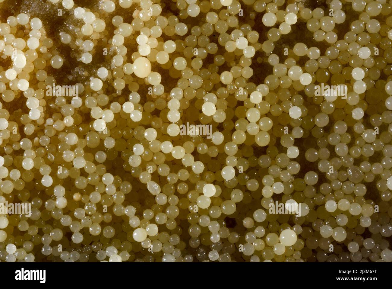 Cave pearls on the floor of Lechuguilla Cave.; Carlsbad Caverns ...