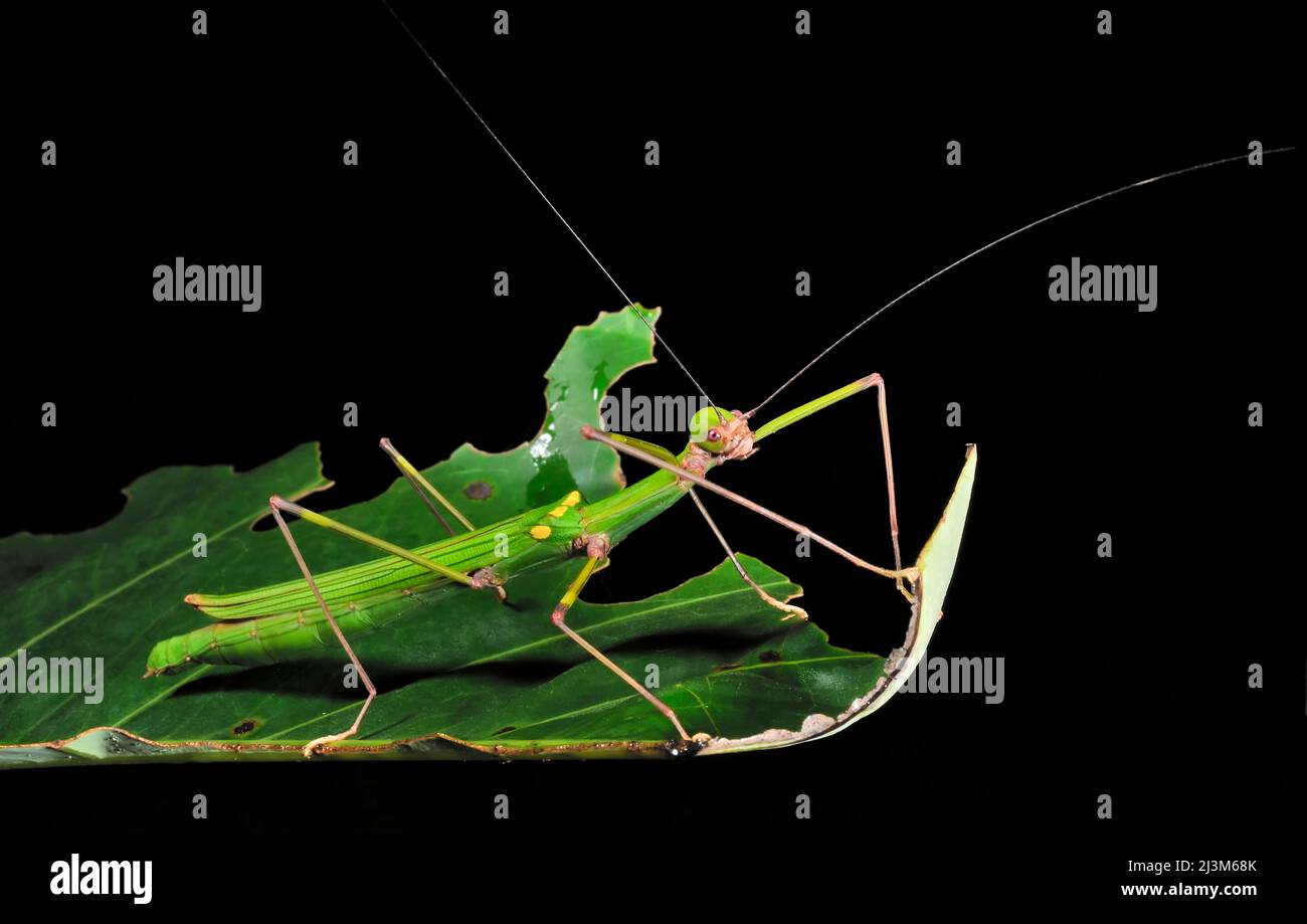 A Calvisia stick insect in Gunung Mulu National Park.; Gunung Mulu ...