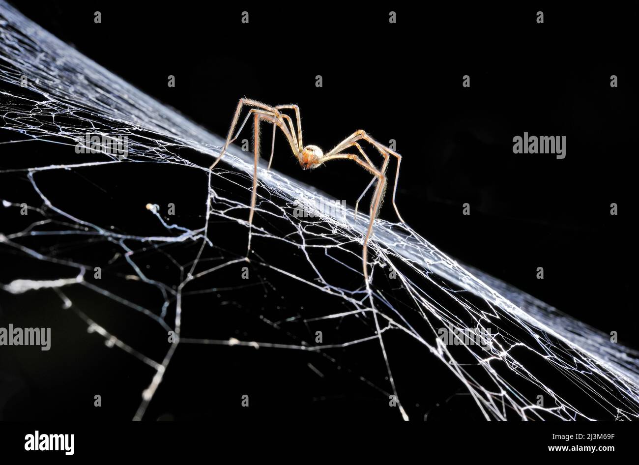 A cave spider clings to it's web in Deer Cave.; Gunung Mulu National ...