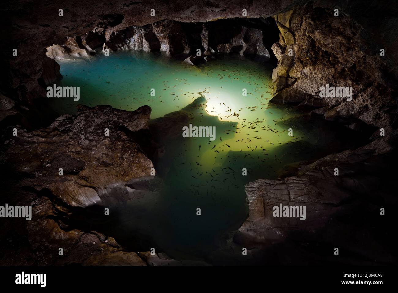 Vast numbers of cave fish inhabit a small deep pool of sulphurous water ...