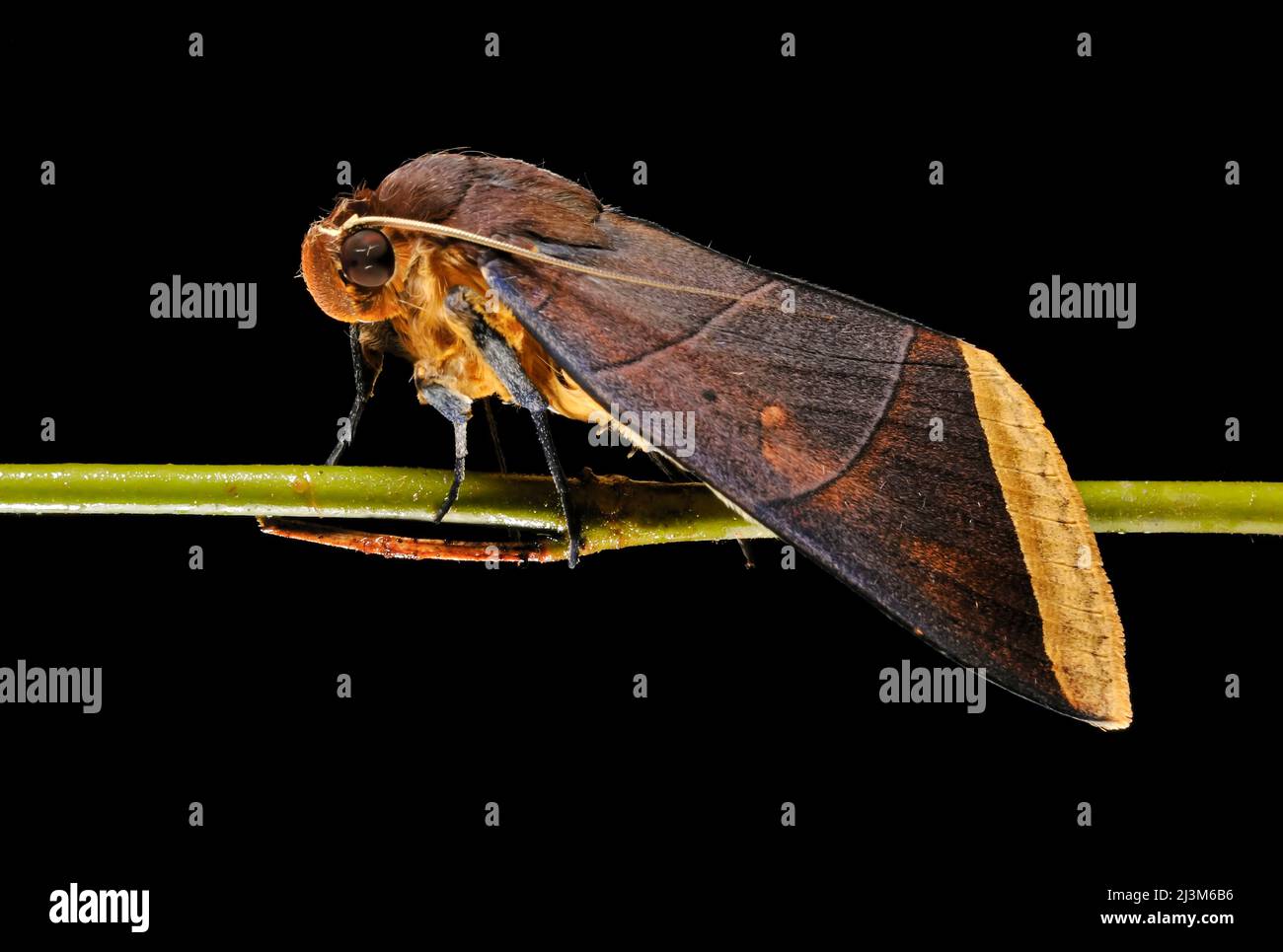 Moth malaysia hi-res stock photography and images - Alamy