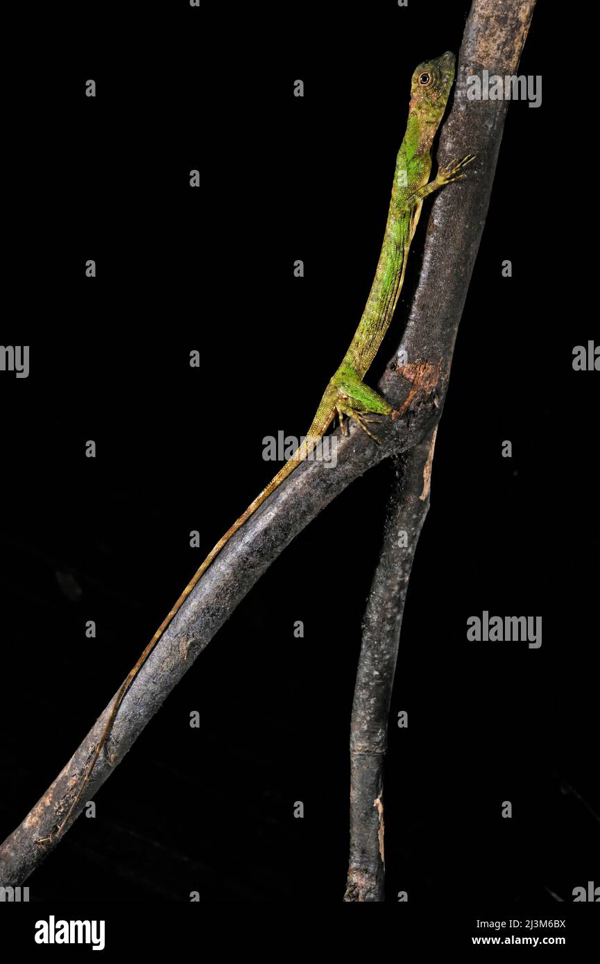 A Draco flying lizard on a stick in Gunung Mulu National Park.; Gunung ...