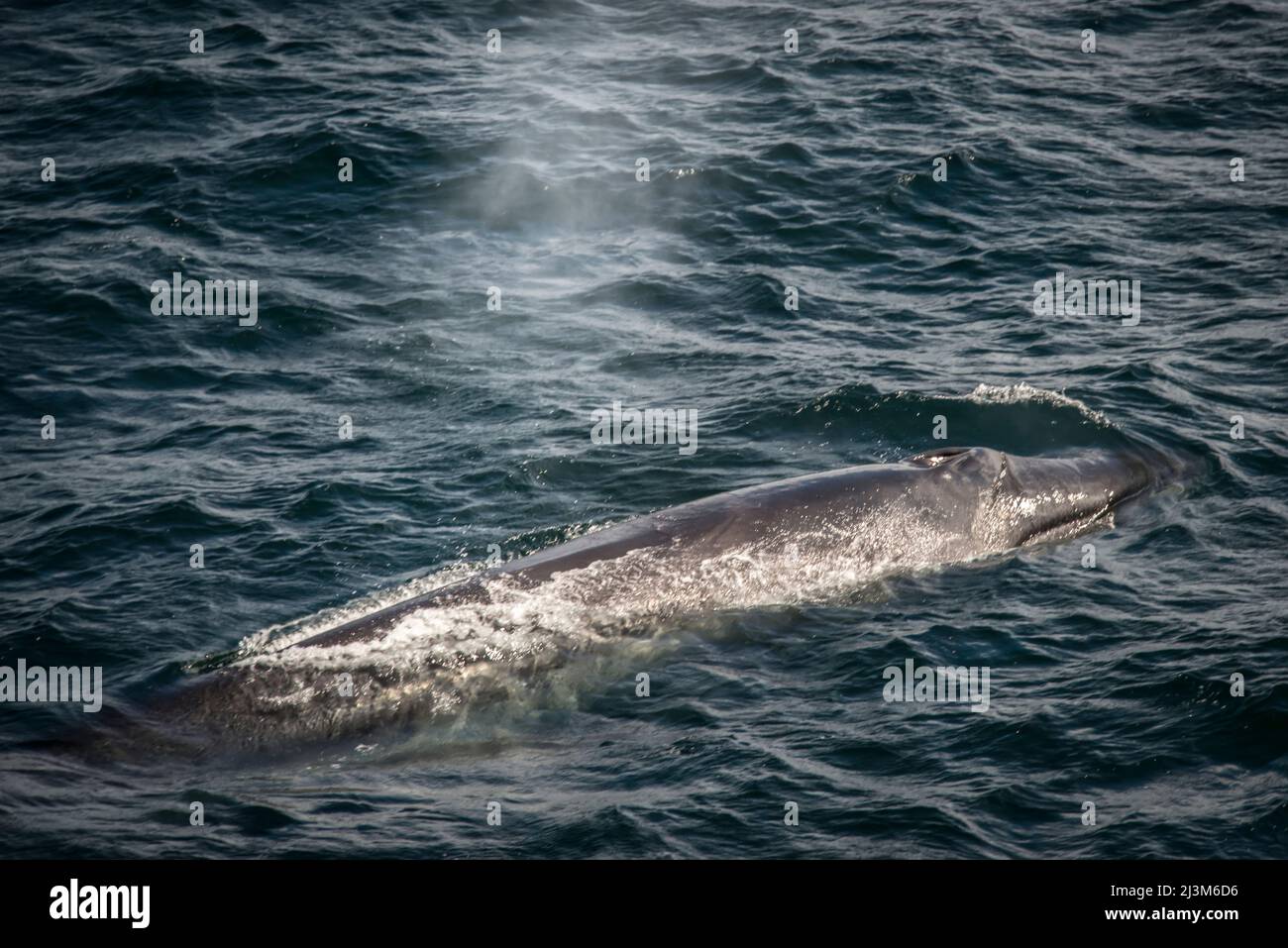 Sei Whale