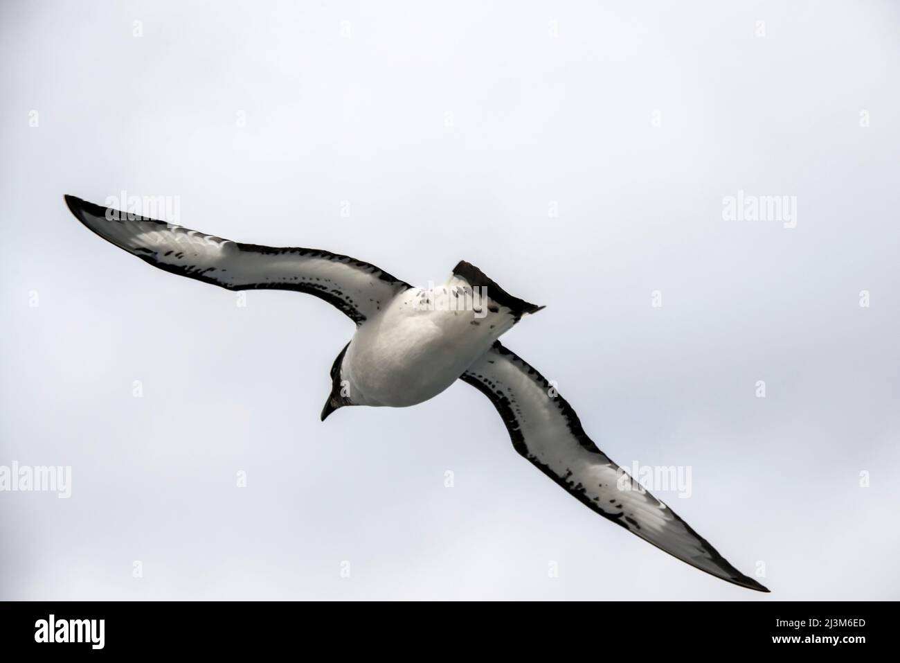 Light-Mantled Albatross (Phoebetria palpebrata), also known as the grey ...