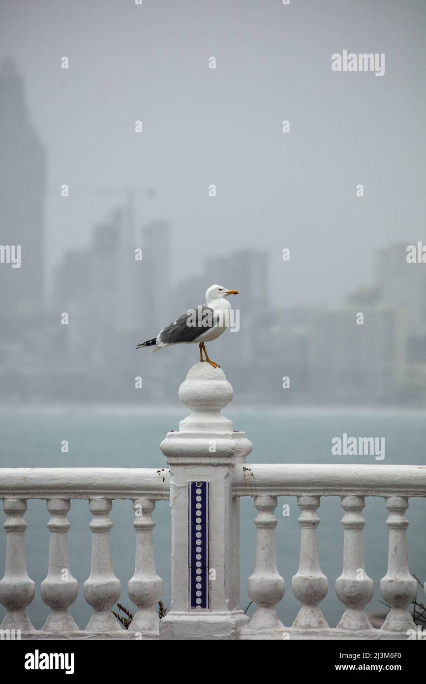 Balcon del mediterraneo belvedere hi-res stock photography and images ...