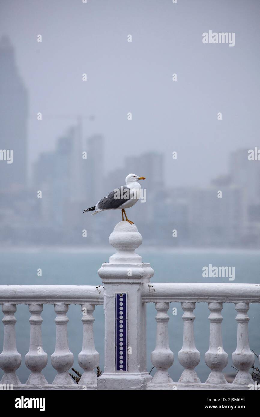 Balcon del mediterraneo belvedere hi-res stock photography and images ...
