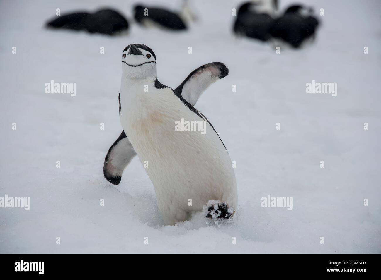 Chinstrap penguin (Pygoscelis antarcticus)) on Antarctica's South ...
