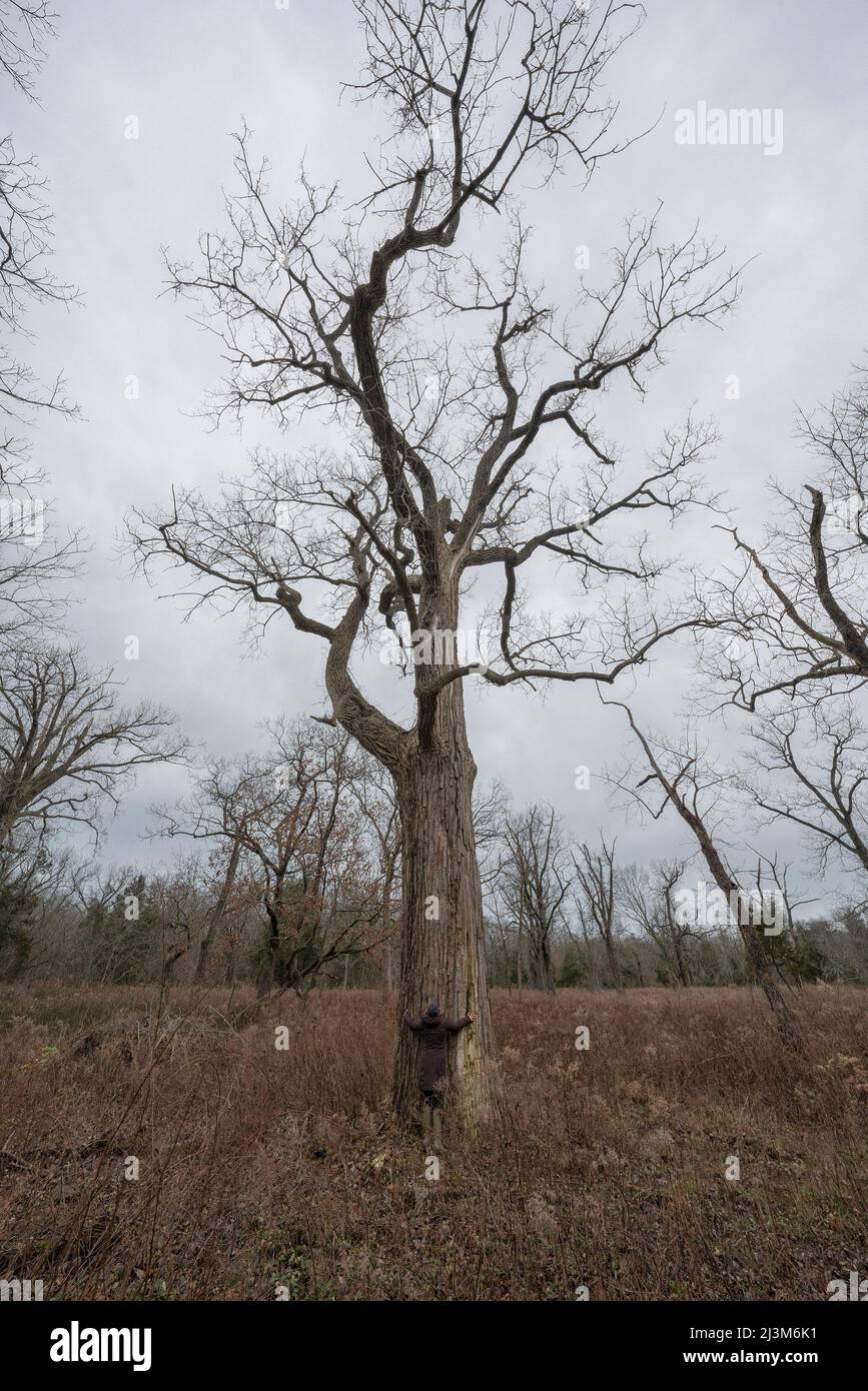Woman hugging the base of a chestnut oak tree (Quercus montana) in ...