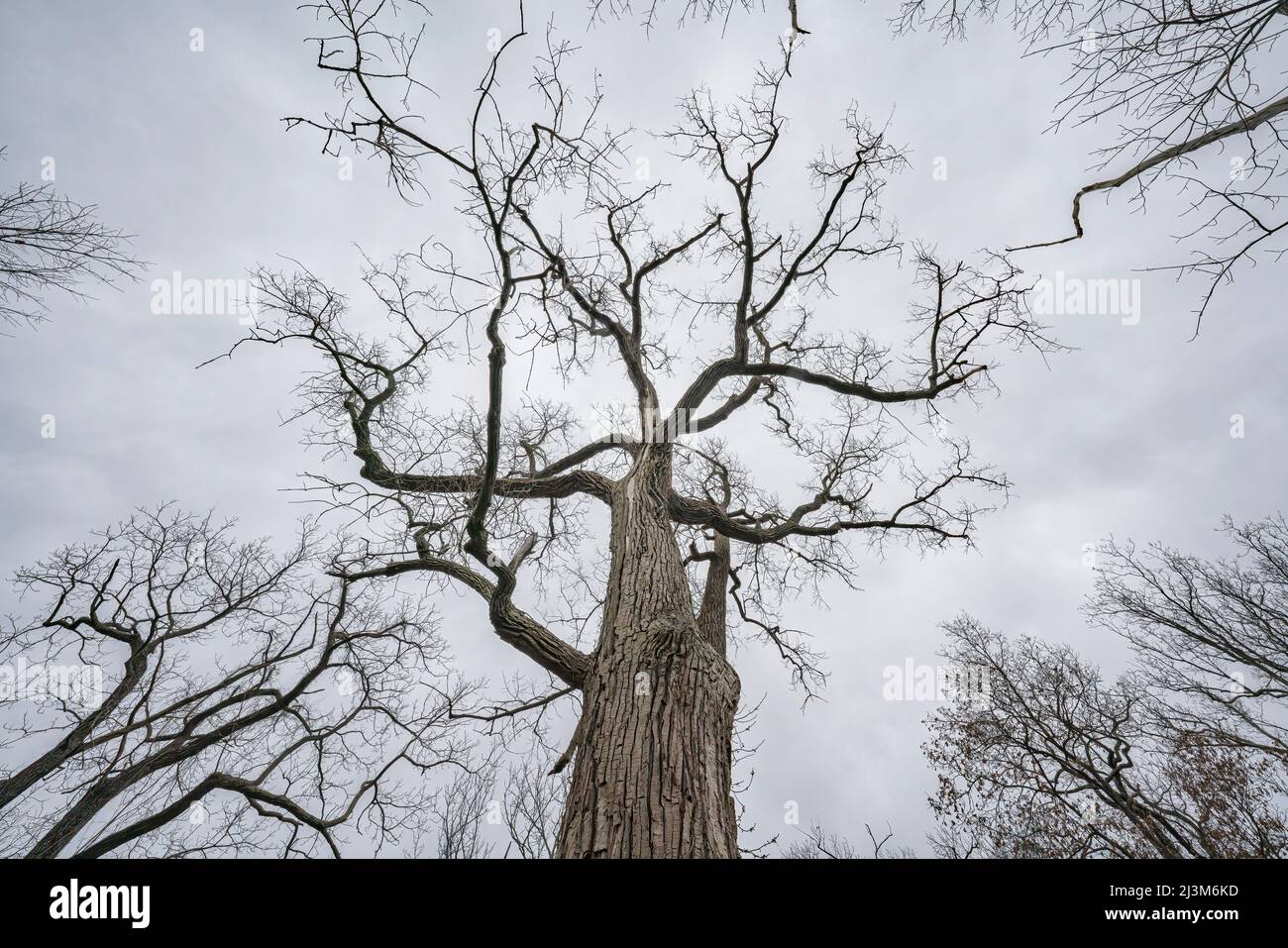 Looking up at a Chestnut Oak Tree (Quercus montana) with an overcast ...