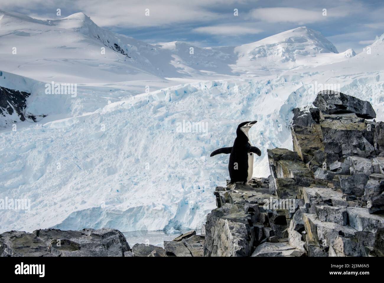 Chinstrap penguin (Pygoscelis antarcticus) atop Spigot Peak at ...
