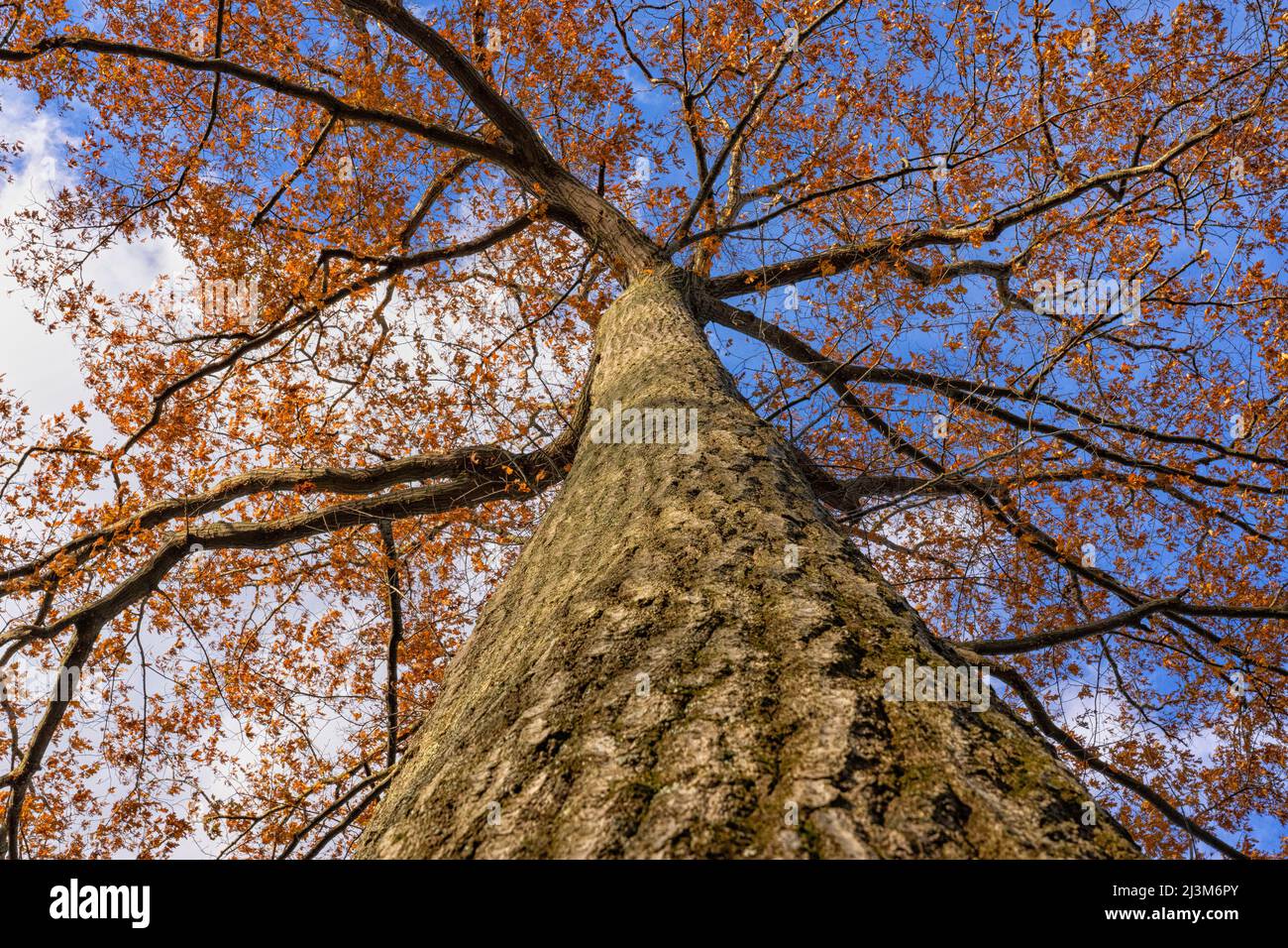 Looking up a tree in the forests of Ontario; London, Ontario, Canada ...