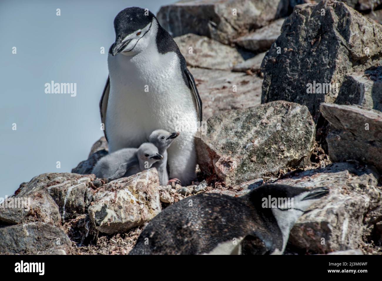 Chinstrap penguin (Pygoscelis antarcticus) at Half Moon Island caring ...