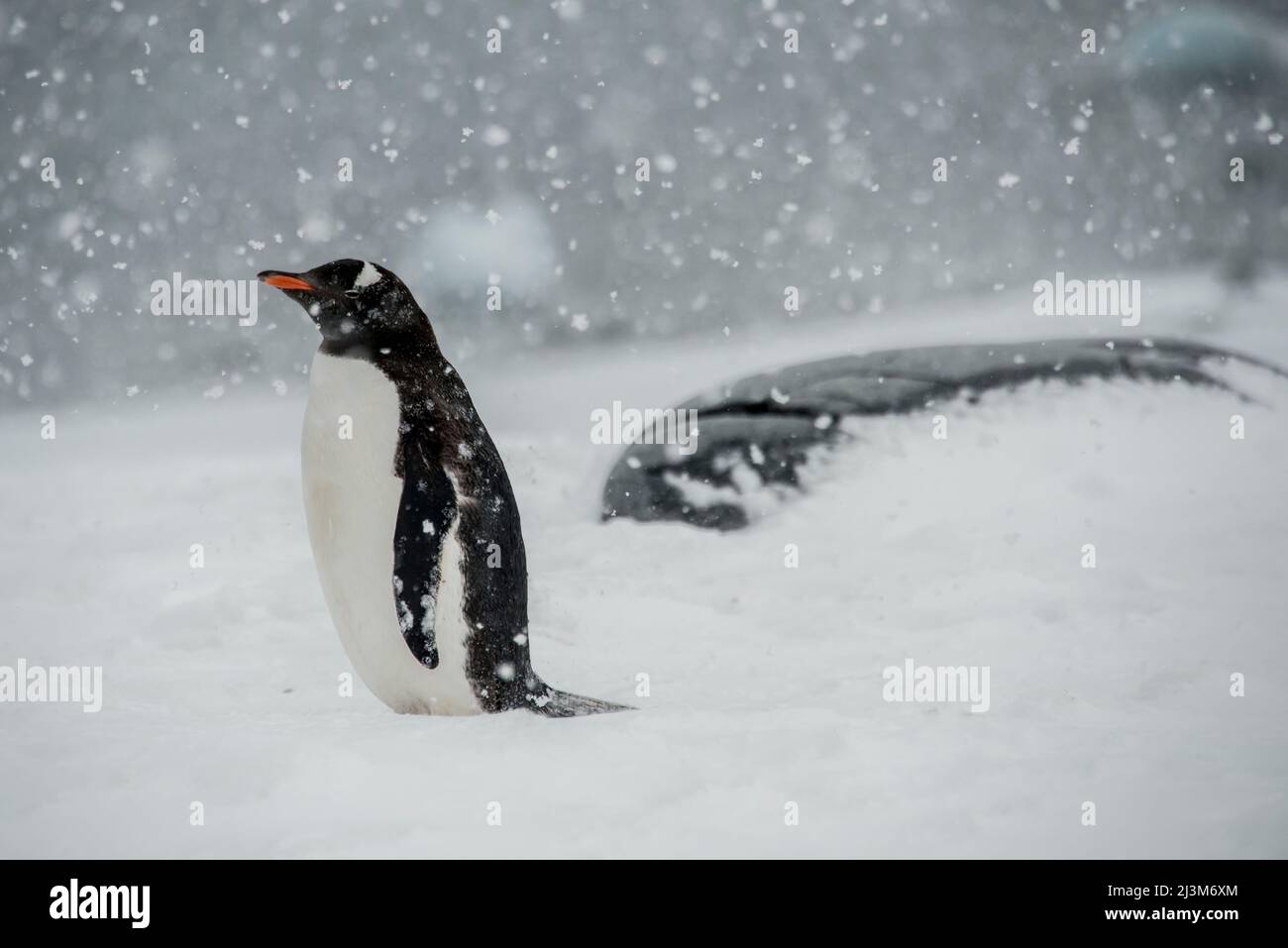 Gentoo Penguin (Pygoscelis papua) making its way through a snowfall in ...