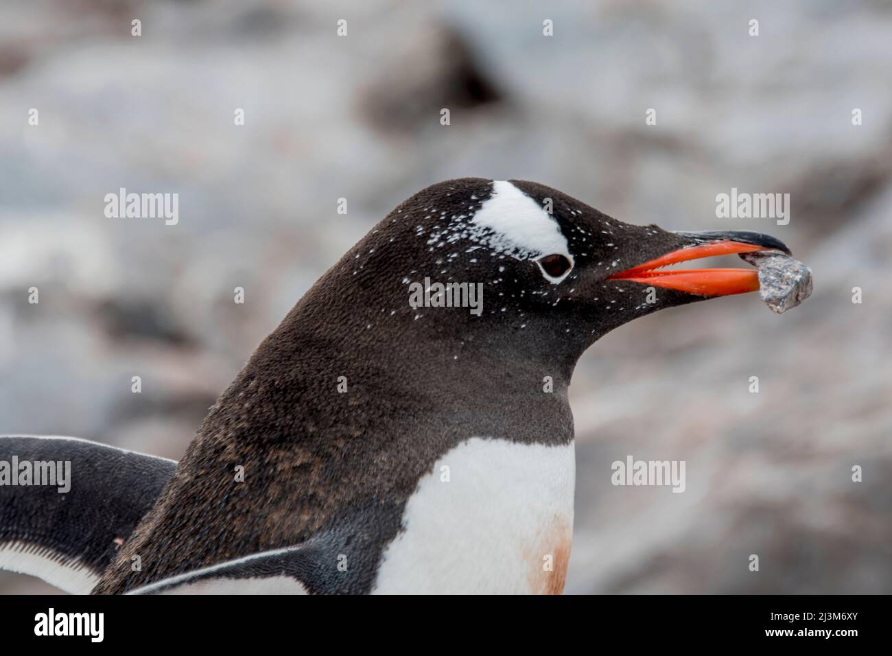 Gentoo penguin (Pygoscelis papua) carrying a rock for its nest on Booth ...