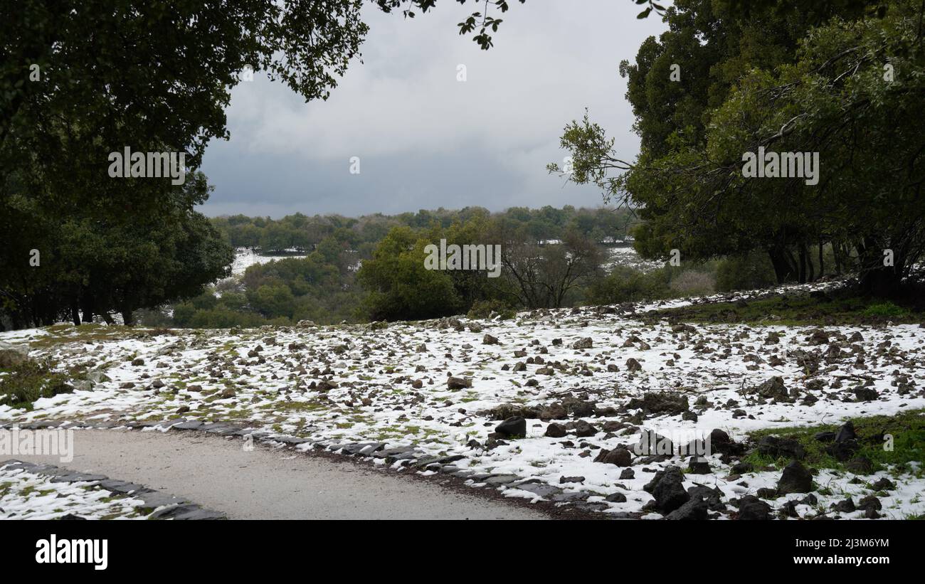 Snow in Odem forest near The Big Juba, Israel. Forest covered in snow ...