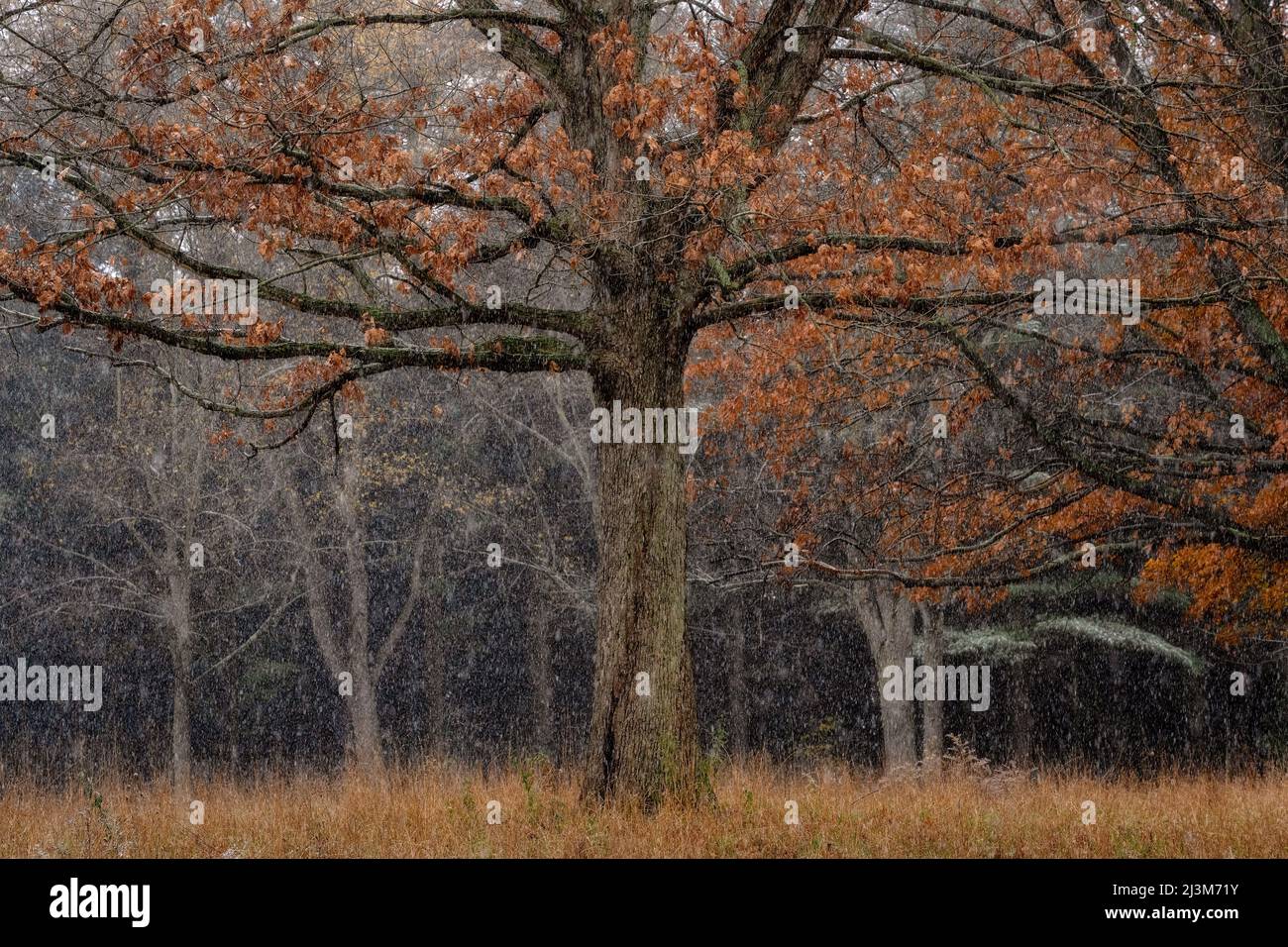 Serene scene of a gentle snowfall blanketing the earth during an ...