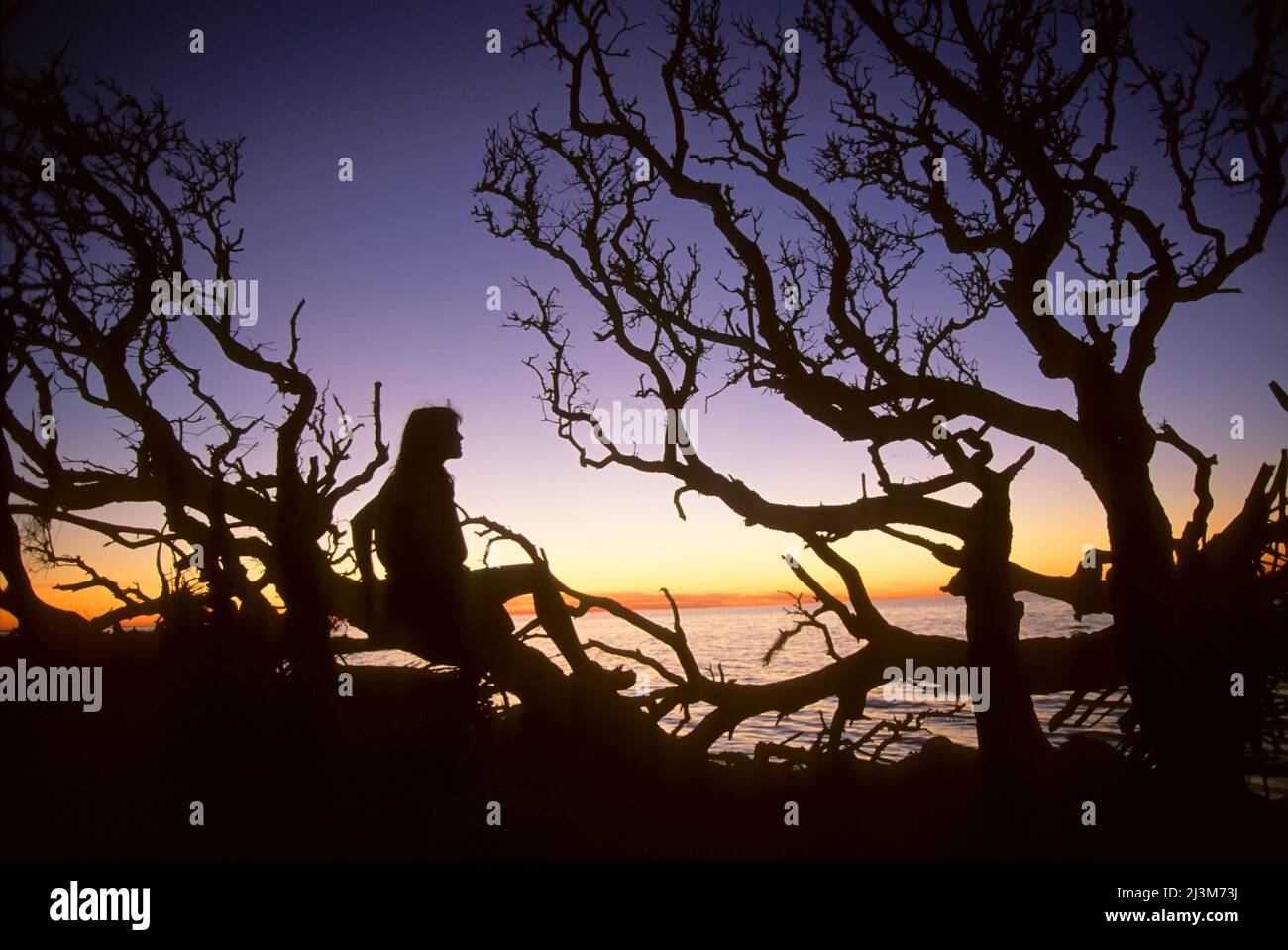 A woman sitting on tangled tree branches at dusk.; Outer Banks, North ...
