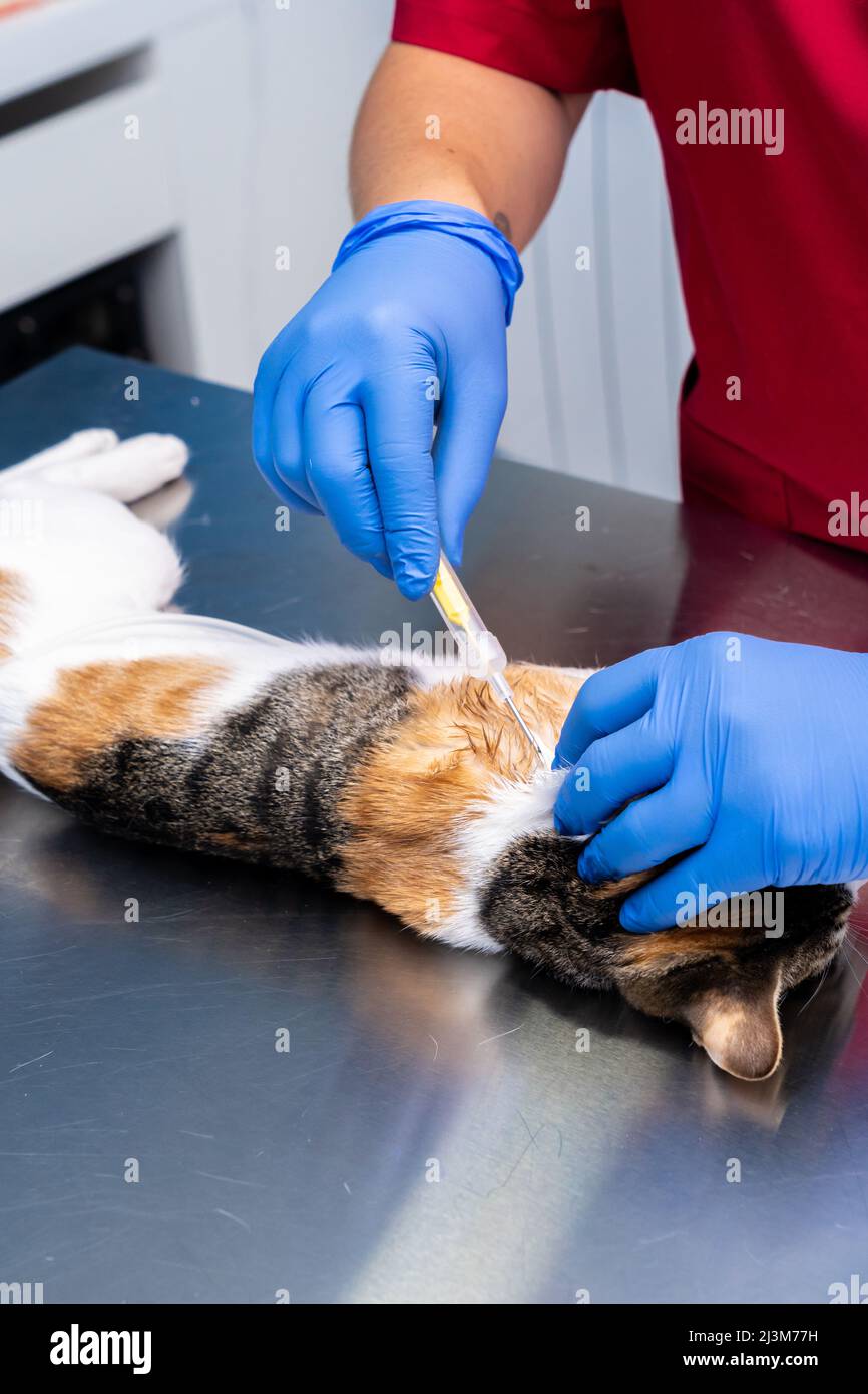 Microchipping needle hi-res stock photography and images - Alamy