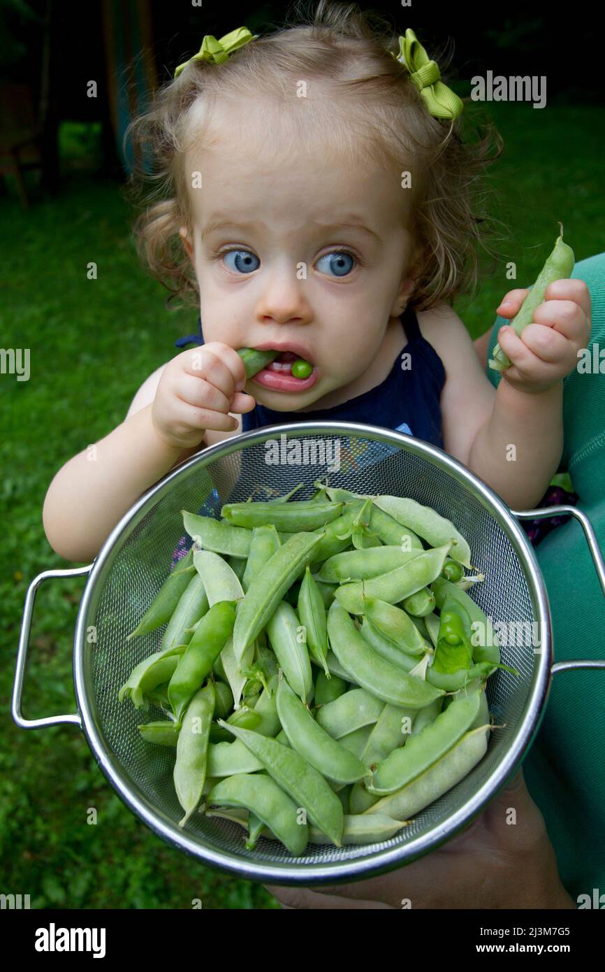 A blue eyed nine month old girl eats snap peas from her garden.; Cabin ...