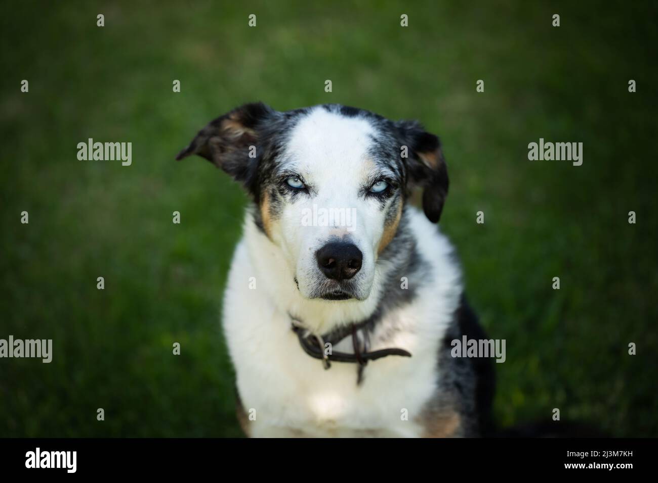 German koolie hi-res stock photography and images - Alamy