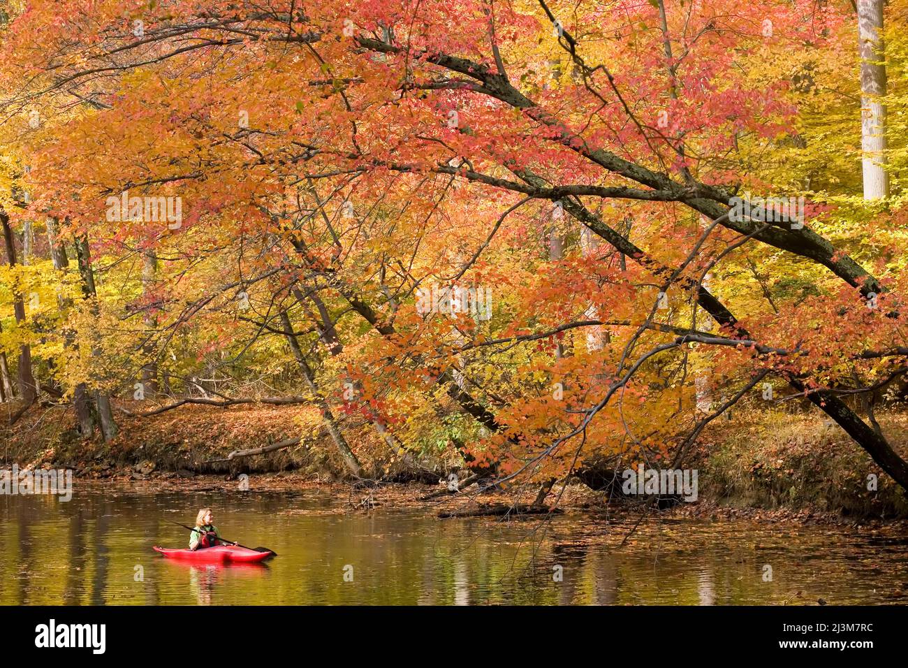 A young woman kayaks down the C&O Canal in Fall; Chesapeake and Ohio ...