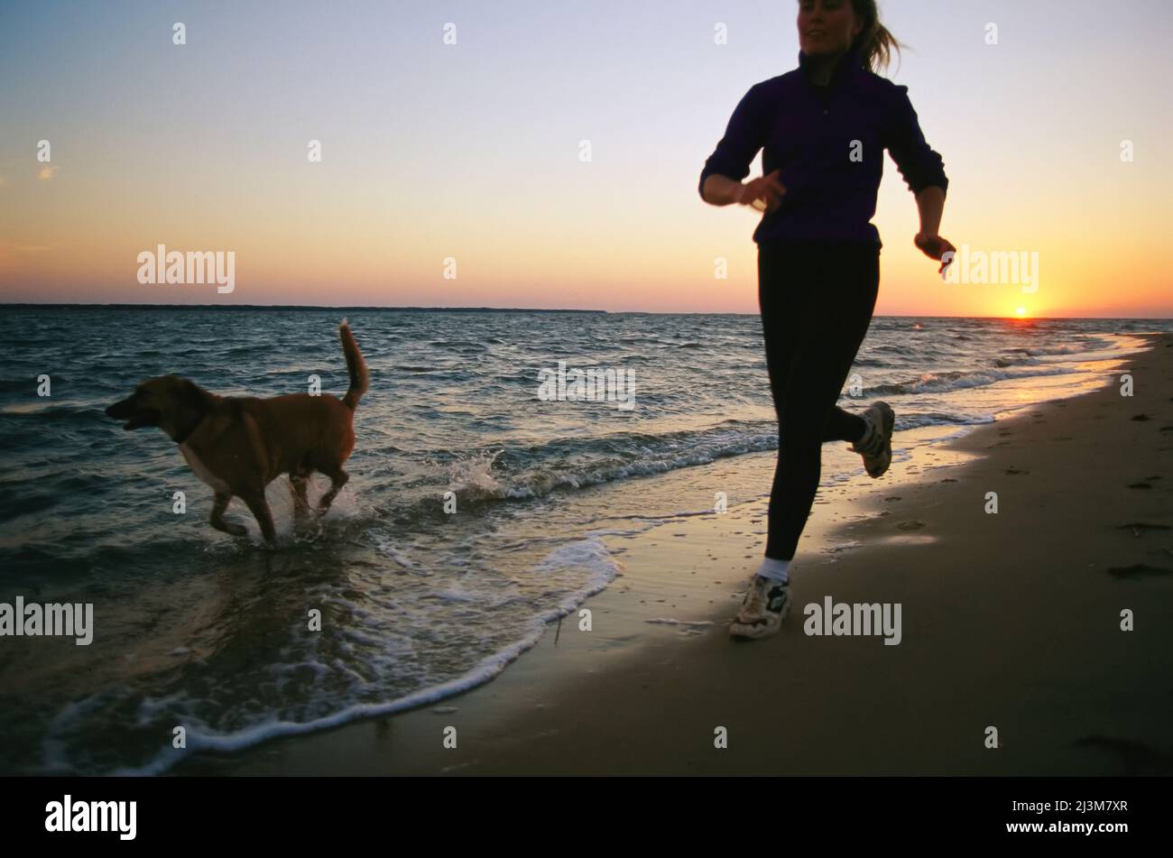 Animal silhouettes hi-res stock photography and images - Alamy