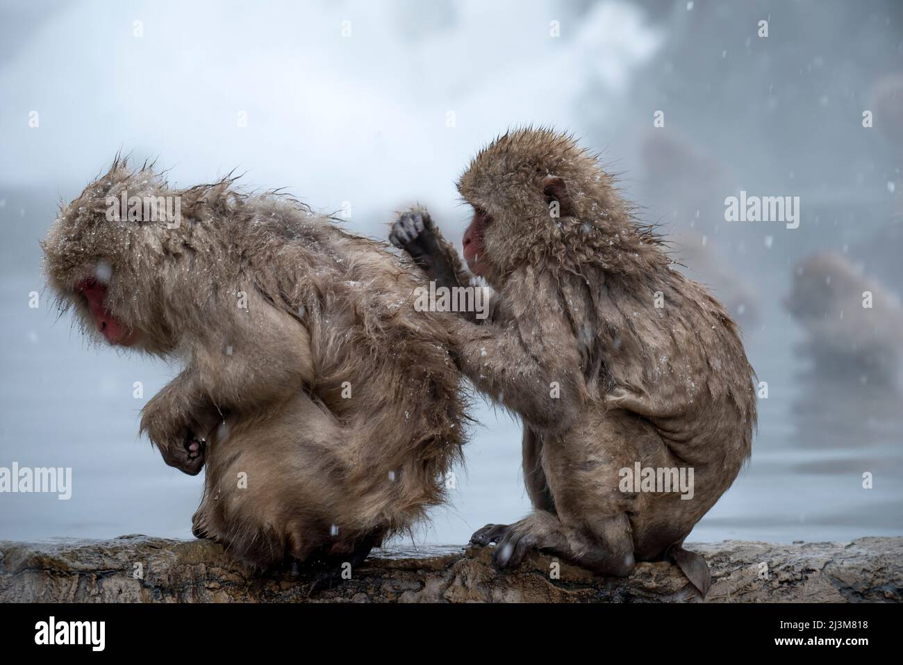 Japanese snow monkeys (Macaca fuscata) grooming in winter. Located at ...