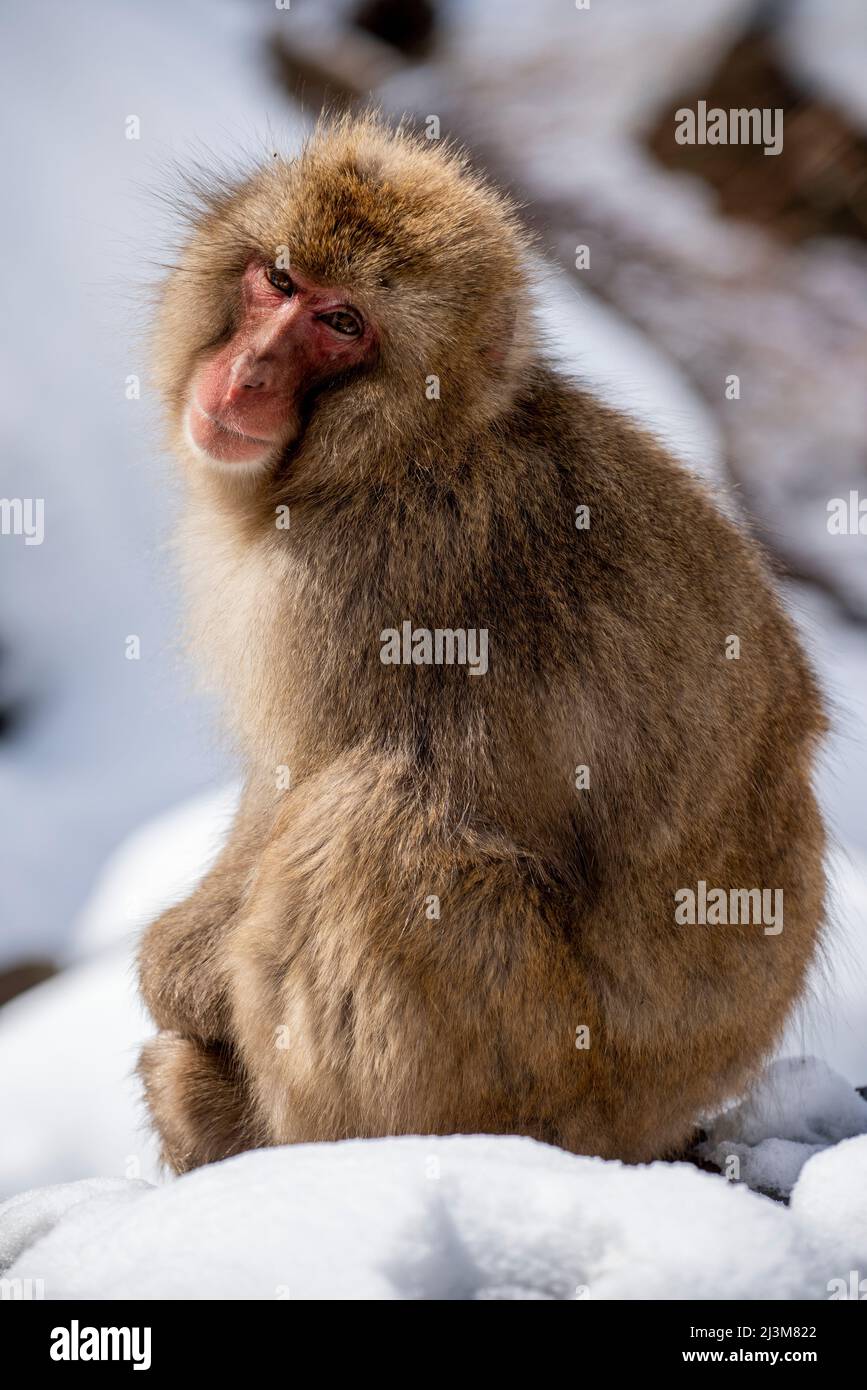 Japanese snow monkey (Macaca fuscata) on snow in winter. Located at the ...