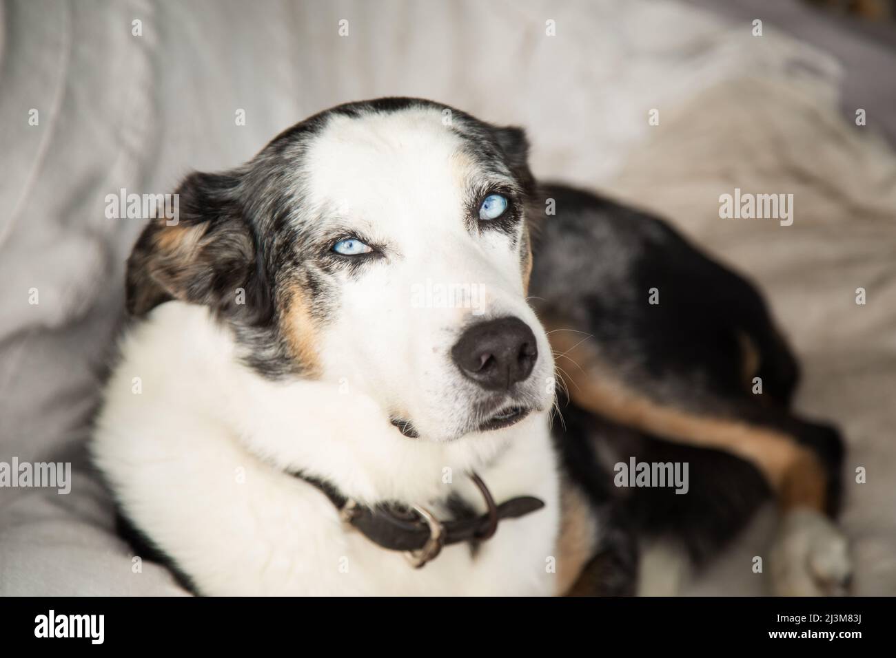 Australian koolie hi-res stock photography and images - Alamy