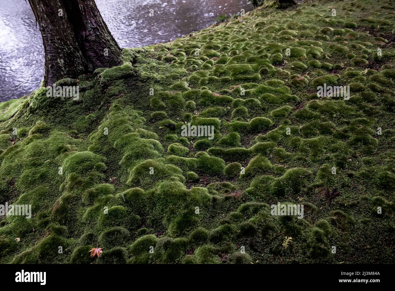 Moss temple hi-res stock photography and images - Alamy