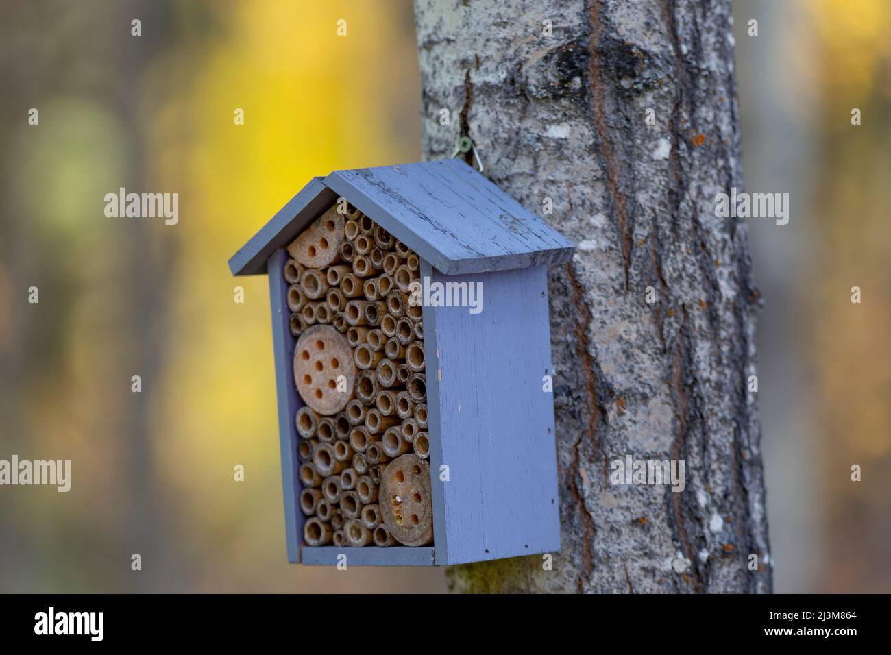 Bee Nesting House on a tree; Smithers, British Columbia, Canada Stock ...