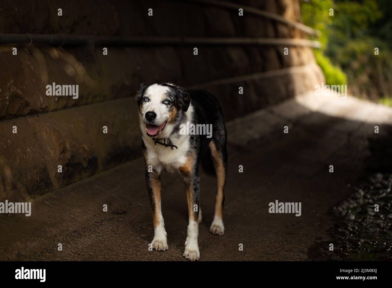 Australian koolie hi-res stock photography and images - Alamy