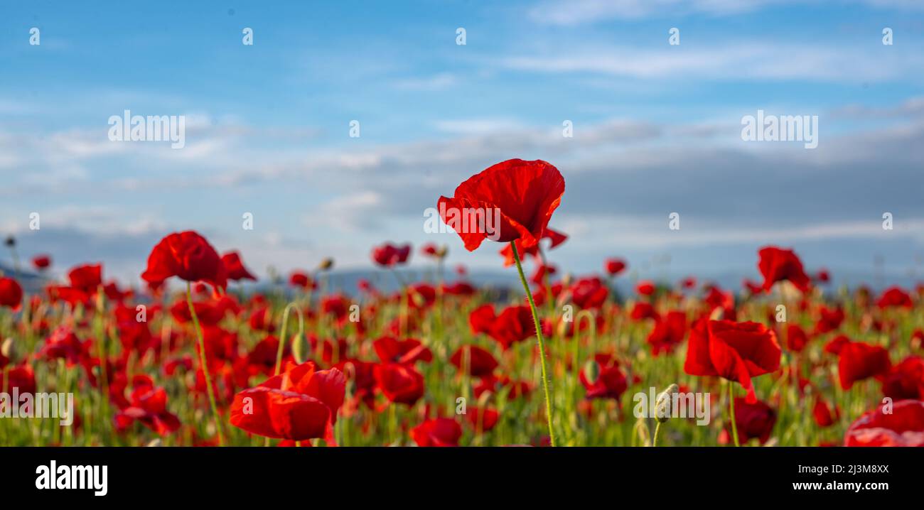 Dat symbol hi-res stock photography and images - Alamy