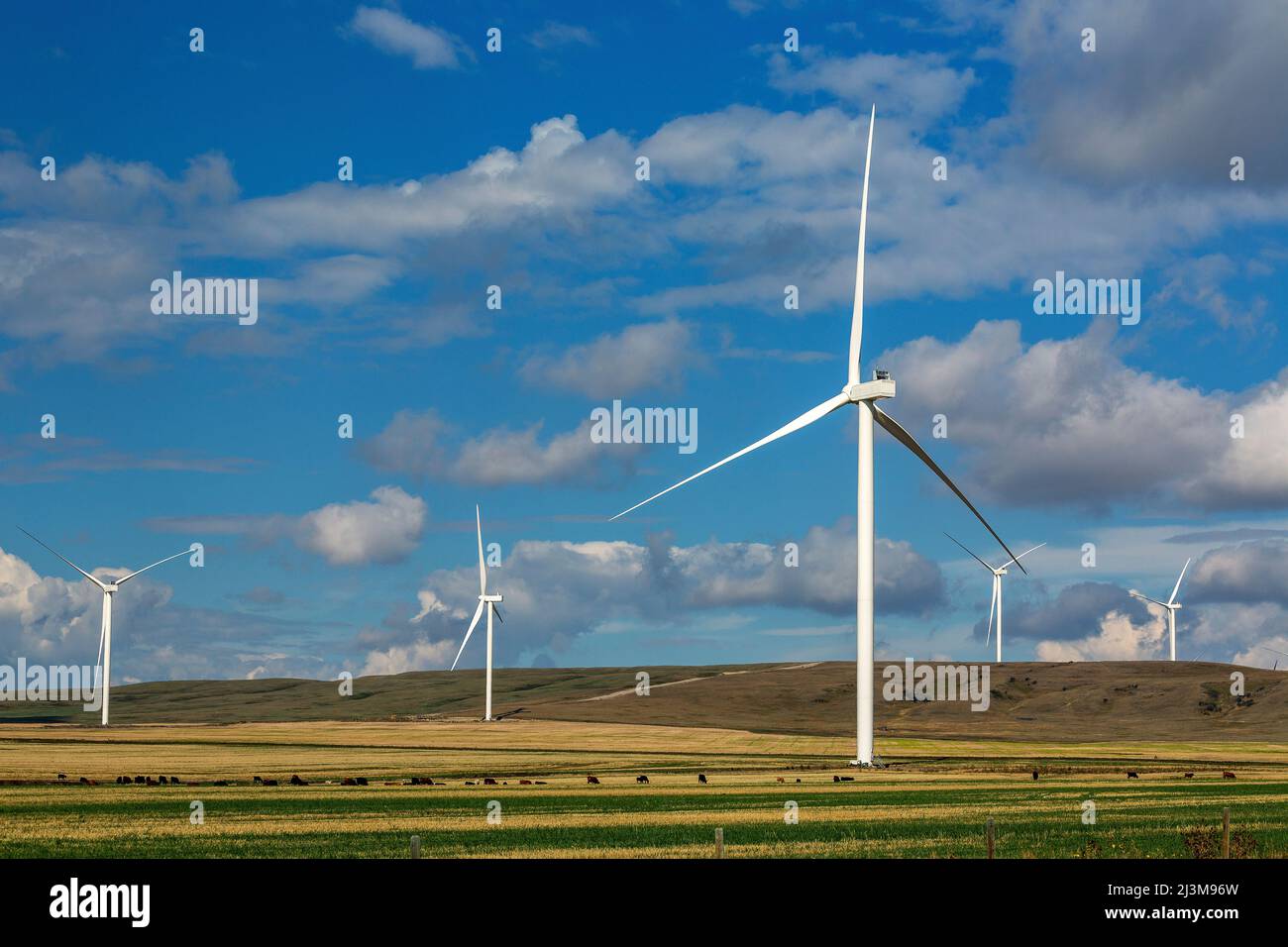 Large metal wind turbines in a field with cattle grazing and blue sky ...