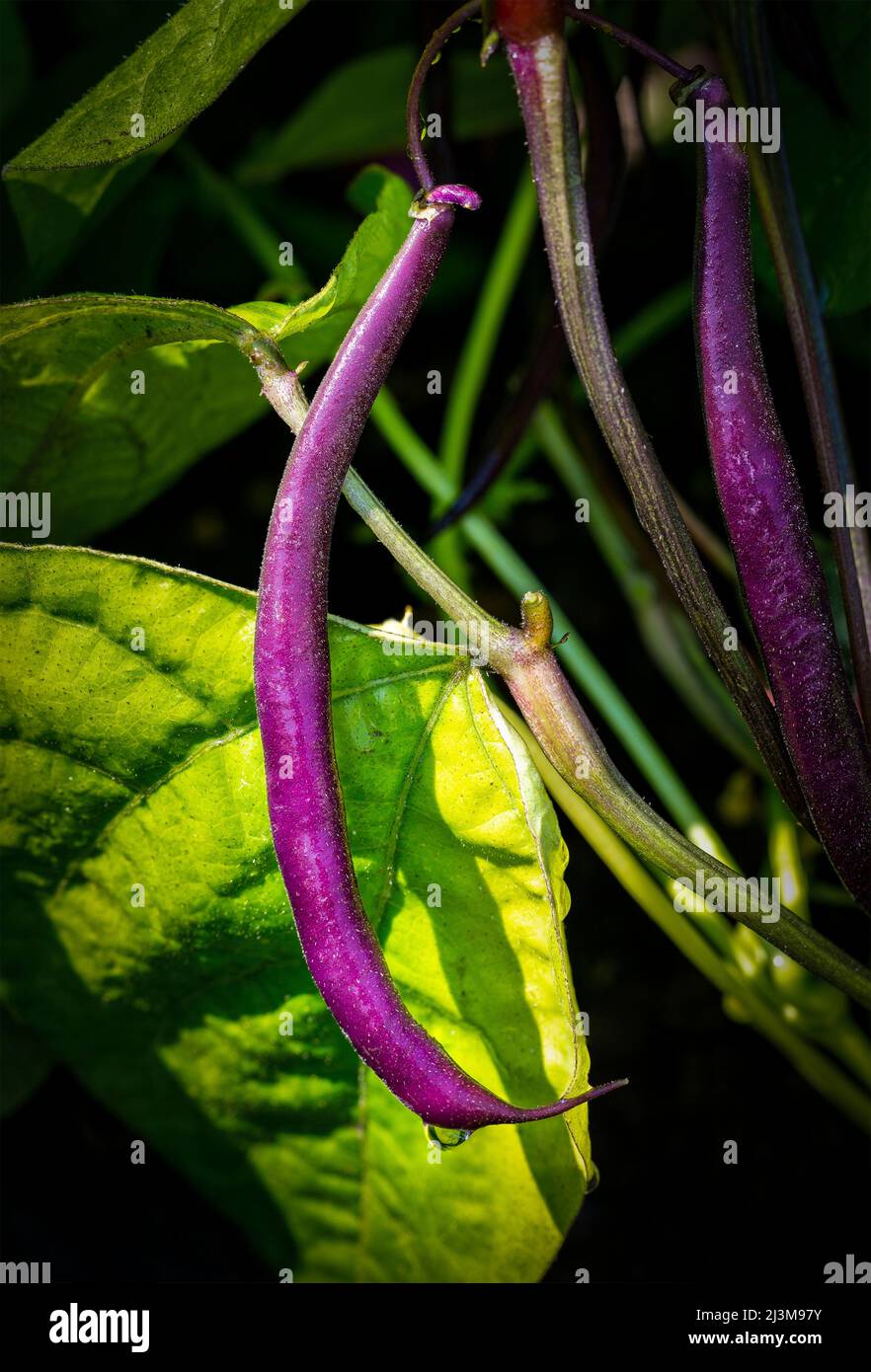 Purple string beans hi-res stock photography and images - Alamy