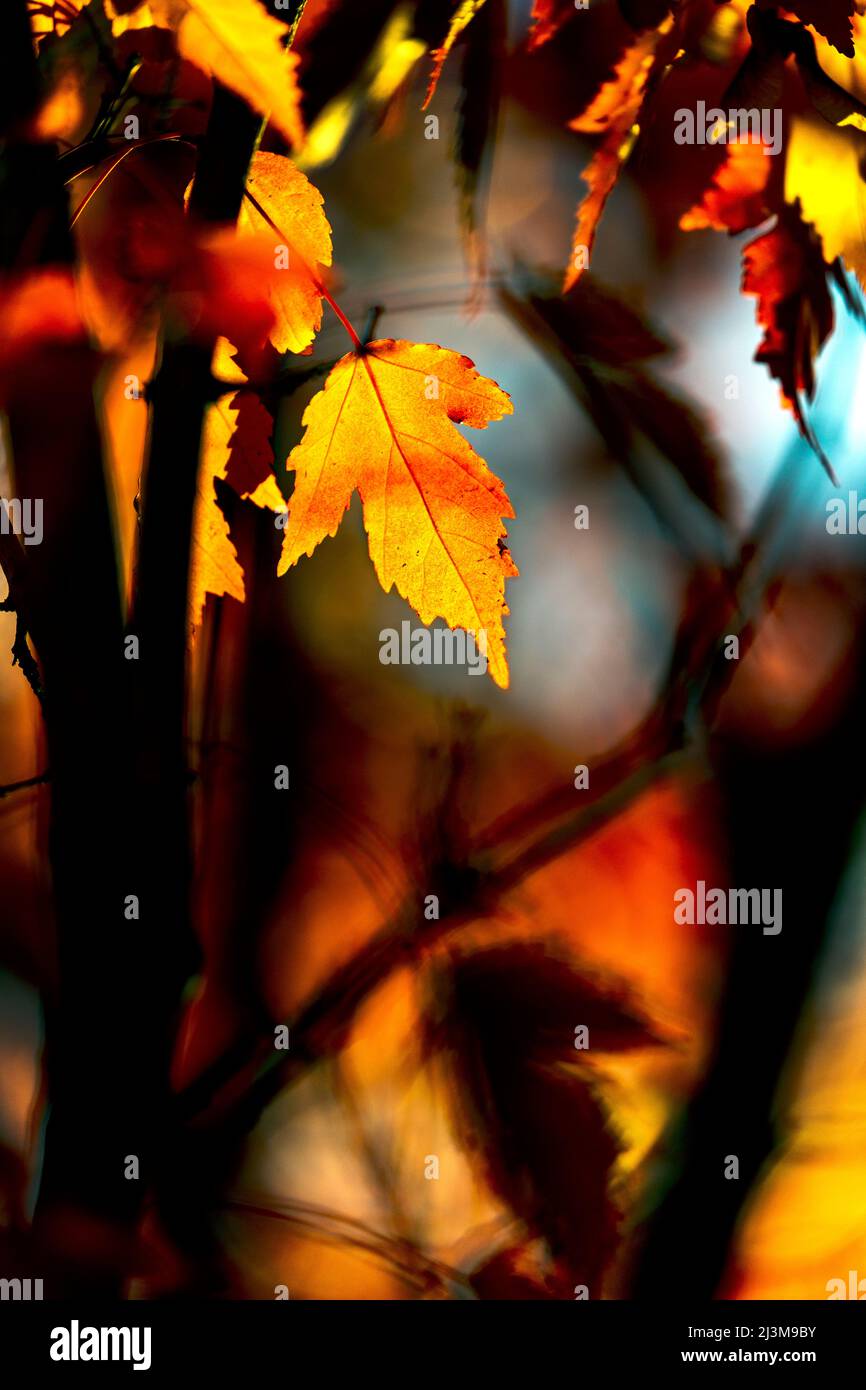 Colourful fall leaves on a tree sunlit through the branches; Calgary ...