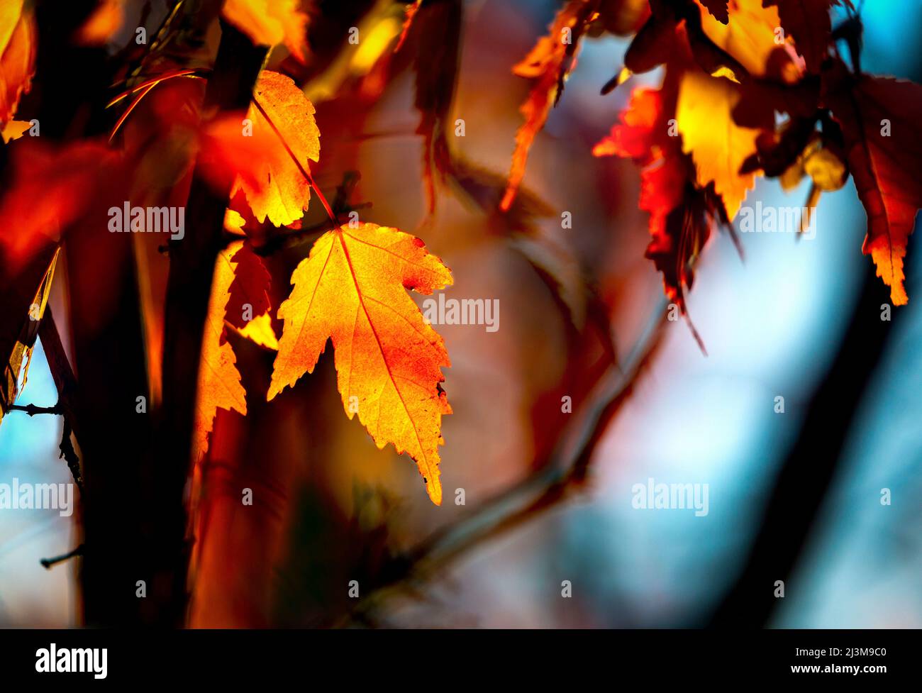 Beautiful leaf colour hi-res stock photography and images - Alamy