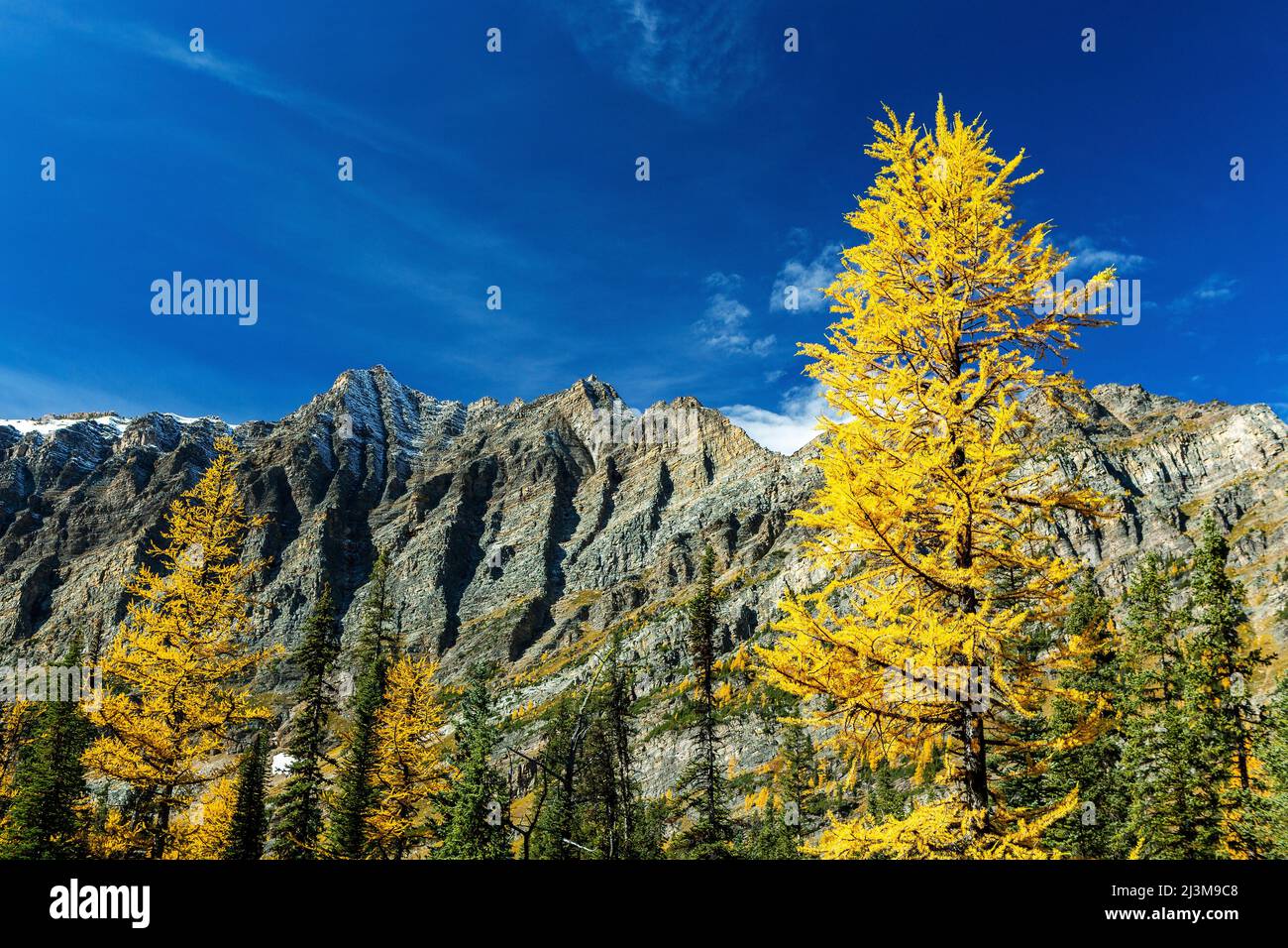 Yellow larch trees with mountain range, blue sky and clouds in the ...