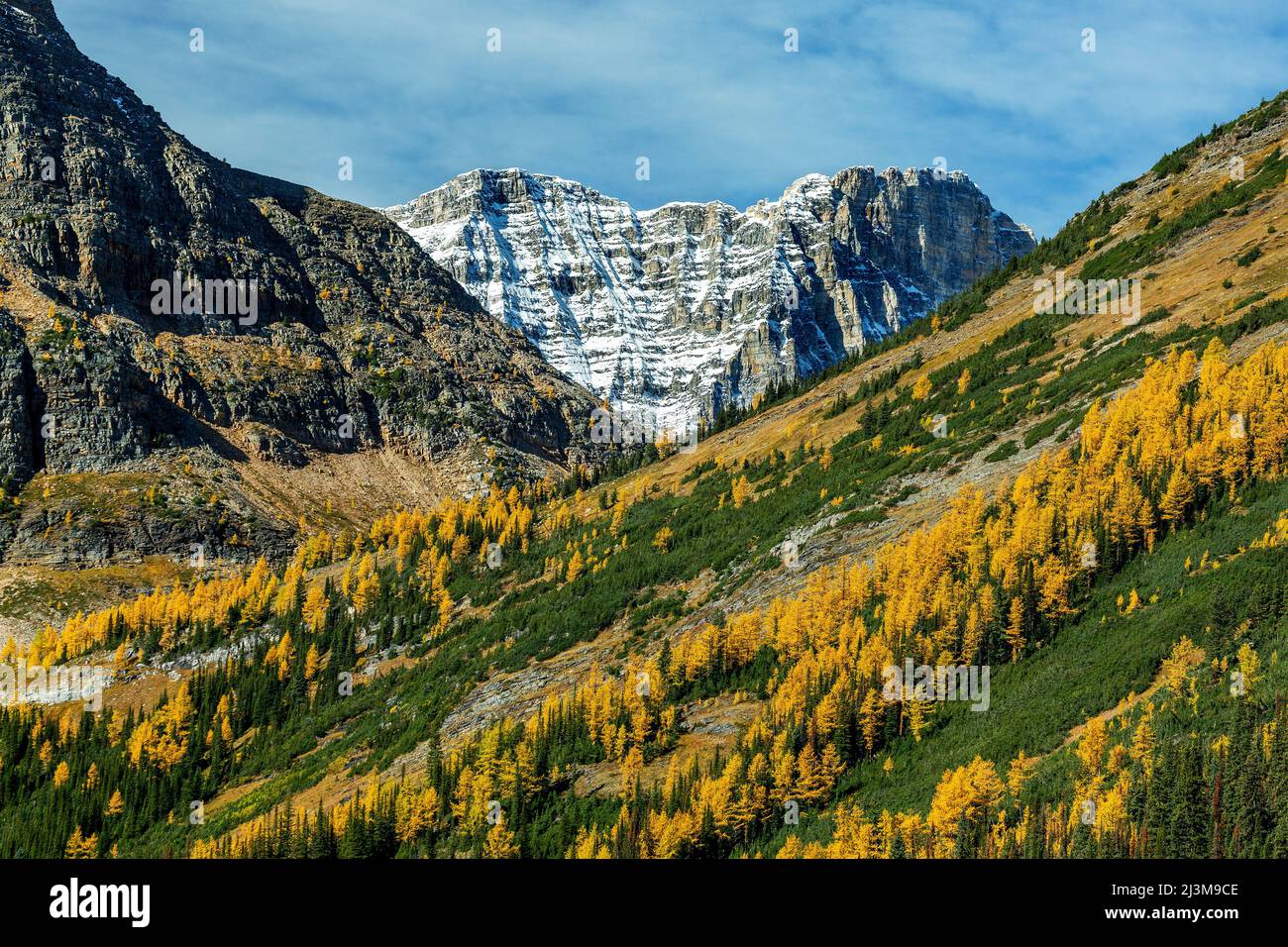 Golden trees fall banff hi-res stock photography and images - Alamy