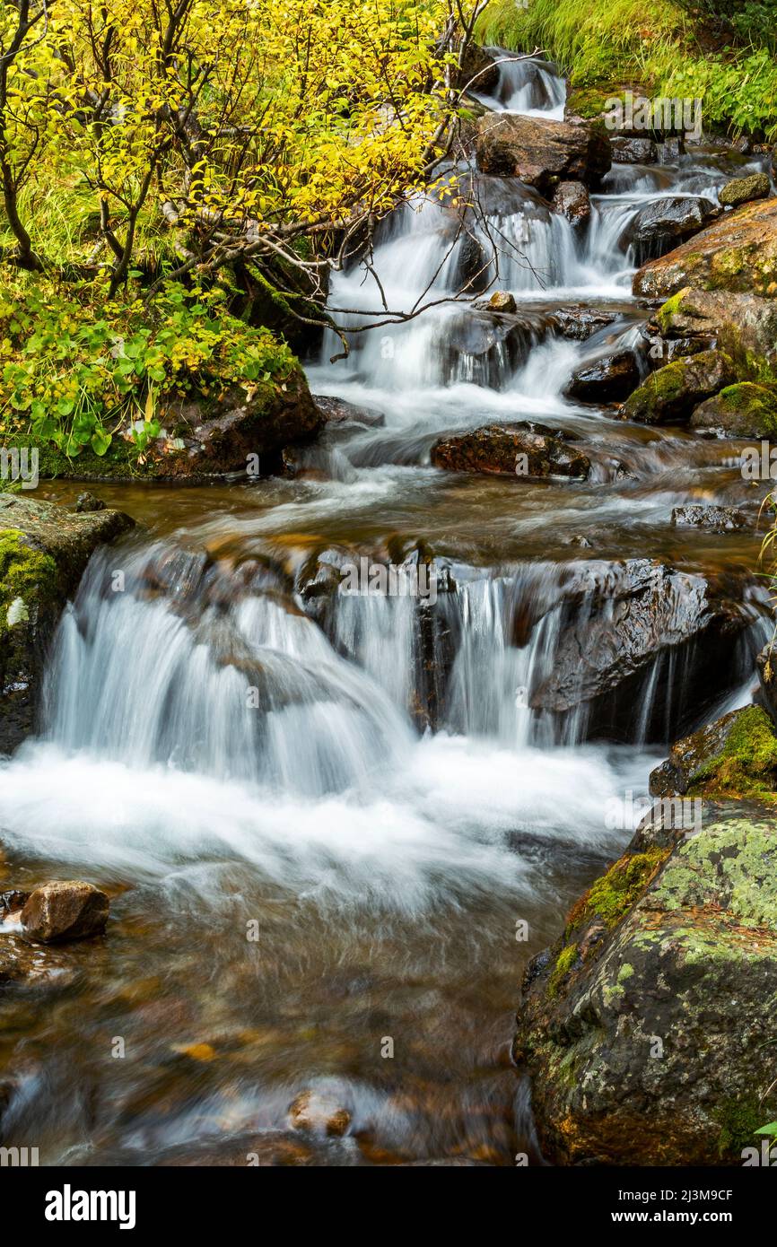 Mountain creek cascades flowing over rocks in a forest, Banff National ...