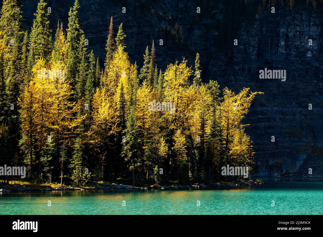 Glowing yellow larch trees in the fall along Lake Louise with mountain ...