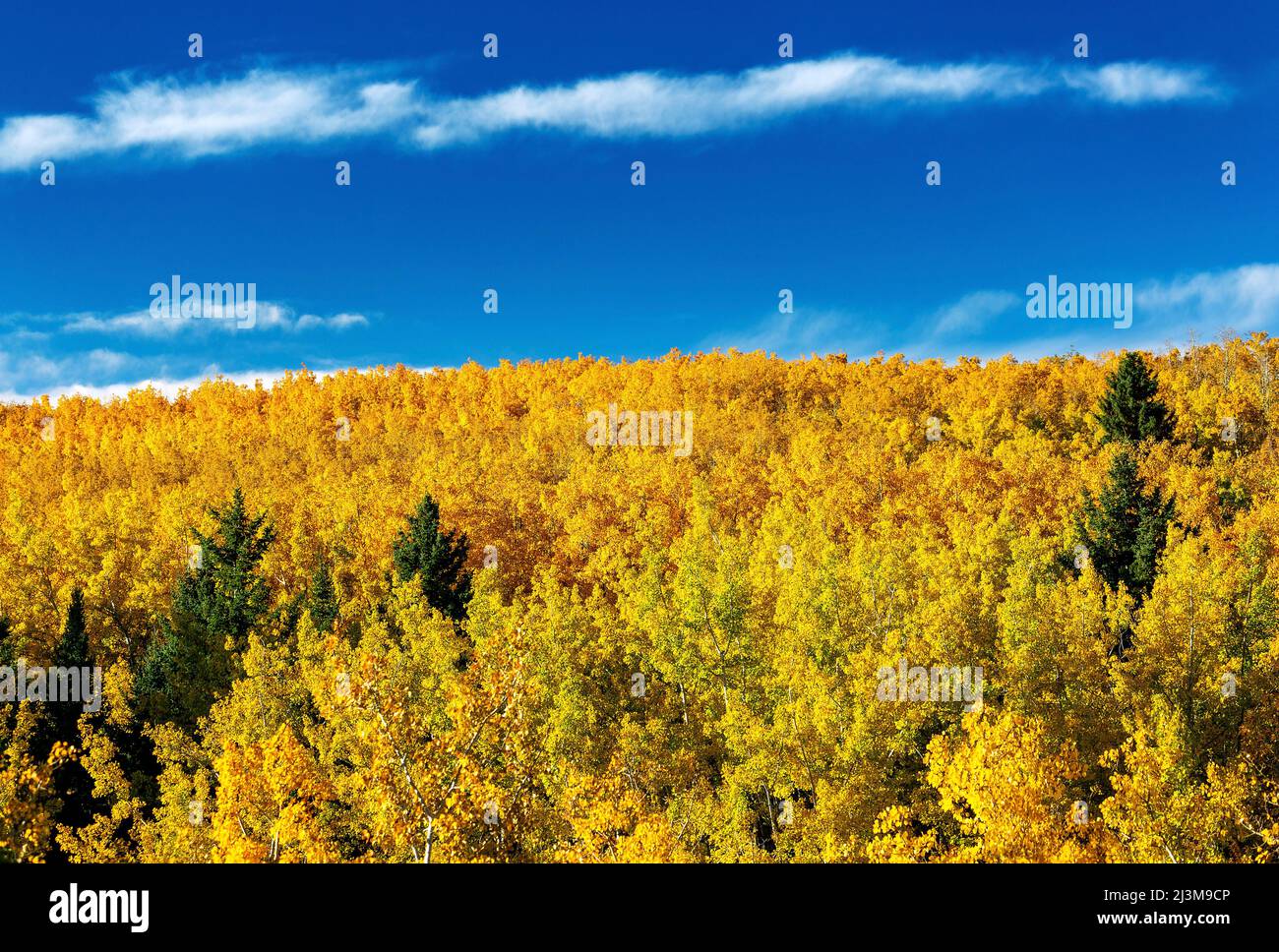 Colourful fall trees on a hillside with blue sky and clouds; Calgary ...