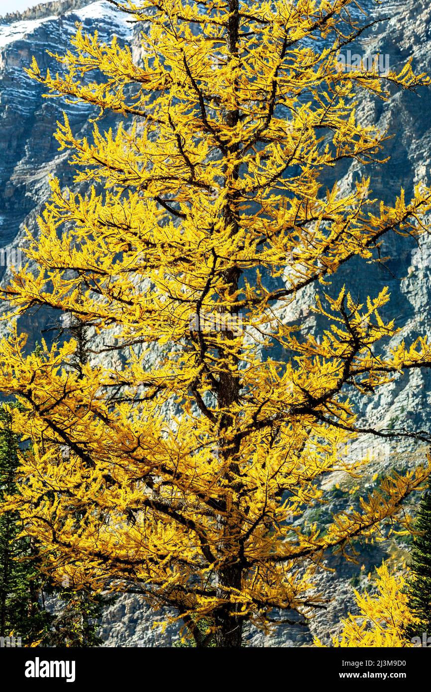 Banff fall colours hi-res stock photography and images - Alamy