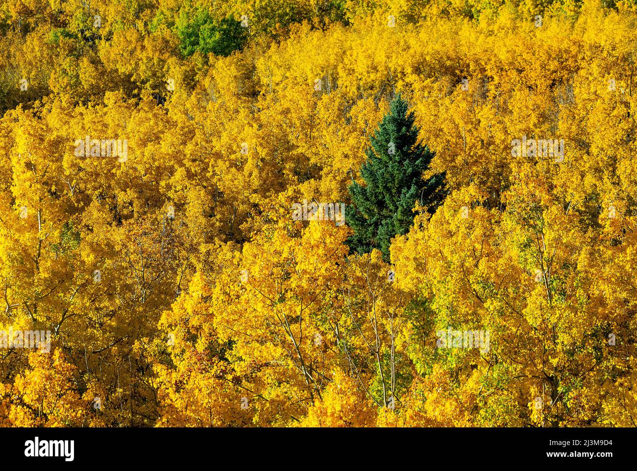 Golden trees fall alberta hi-res stock photography and images - Alamy