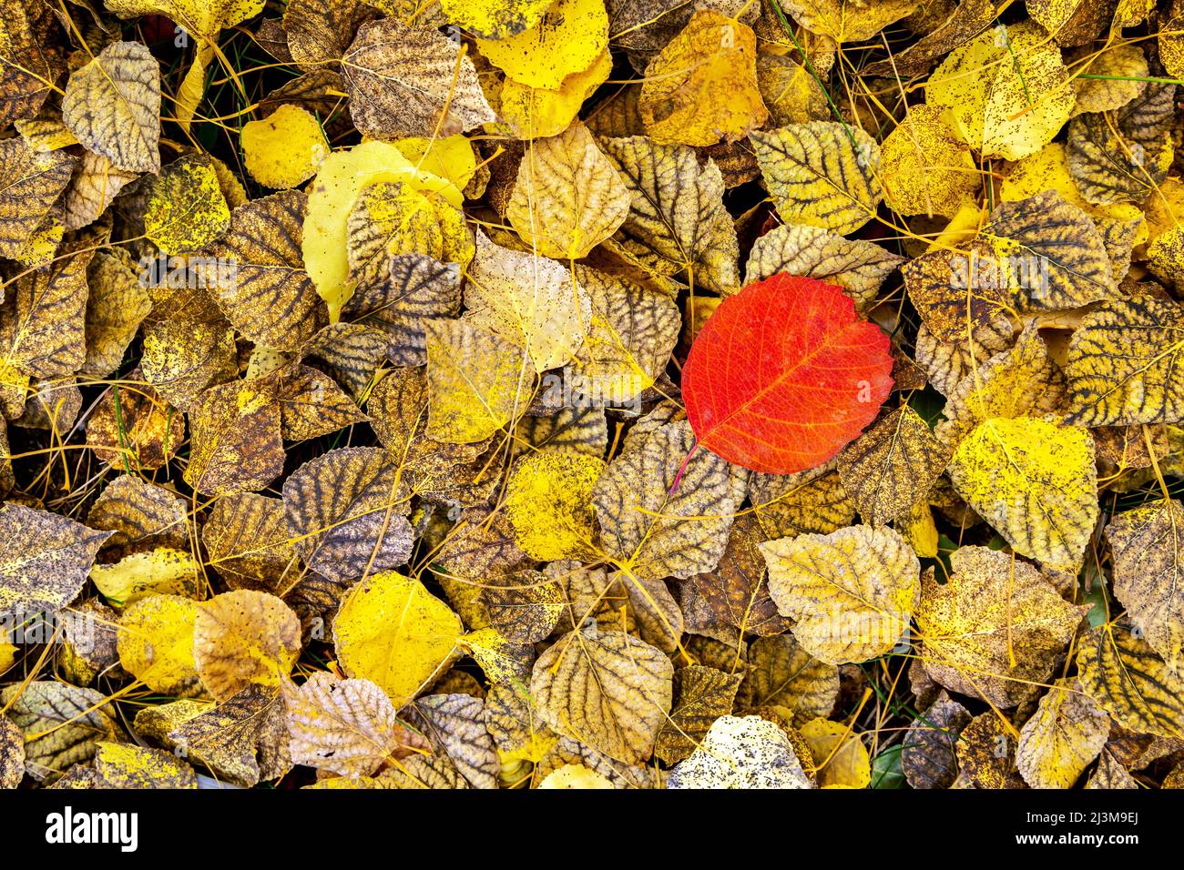 Single red leaf on the ground on a bed of yellow leaves in the fall ...