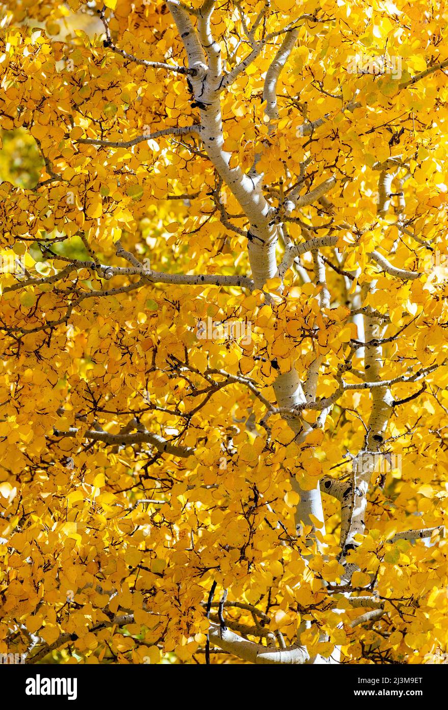 Changing tree colours hi-res stock photography and images - Alamy
